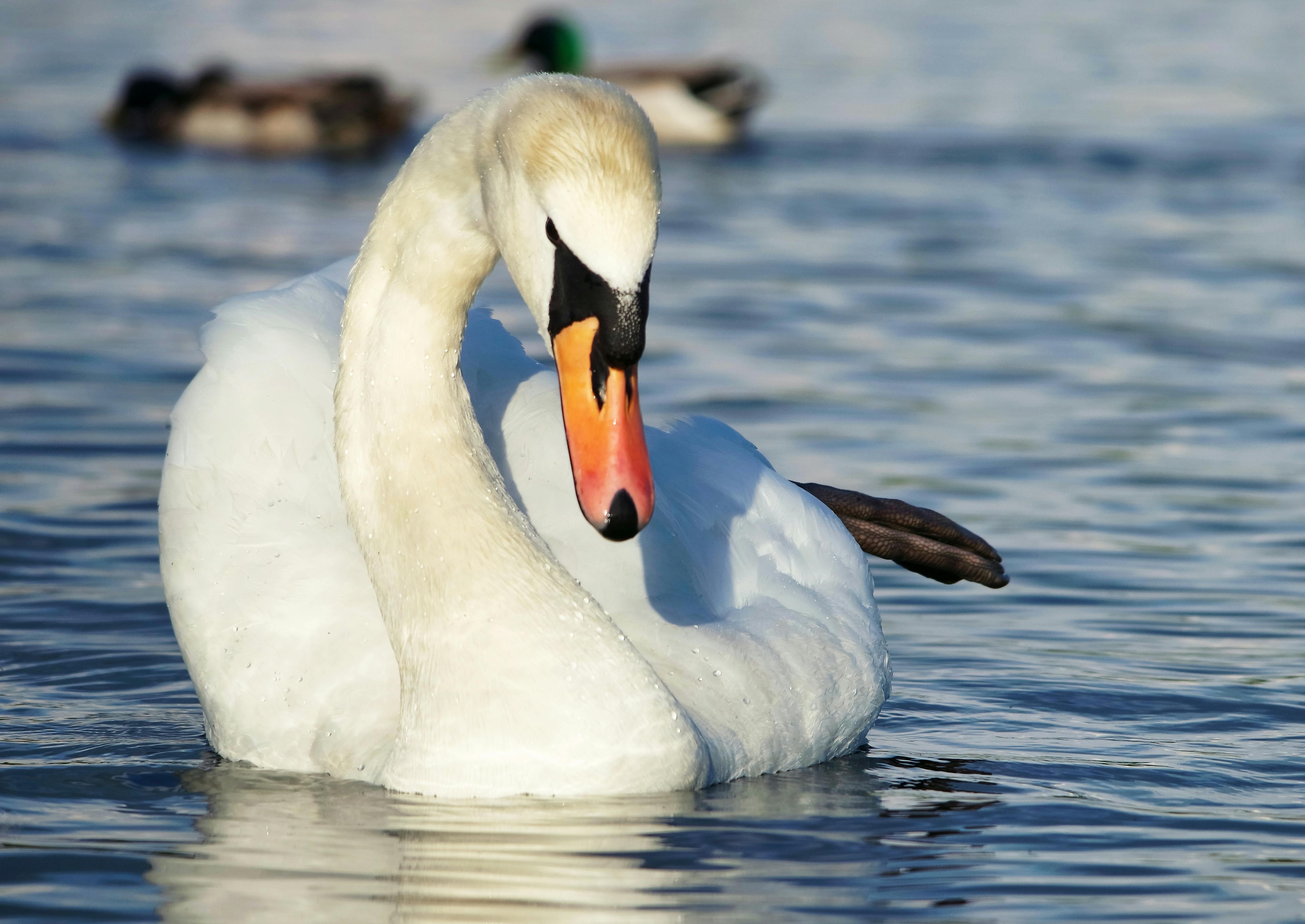 Altaf Shah - Fotografía