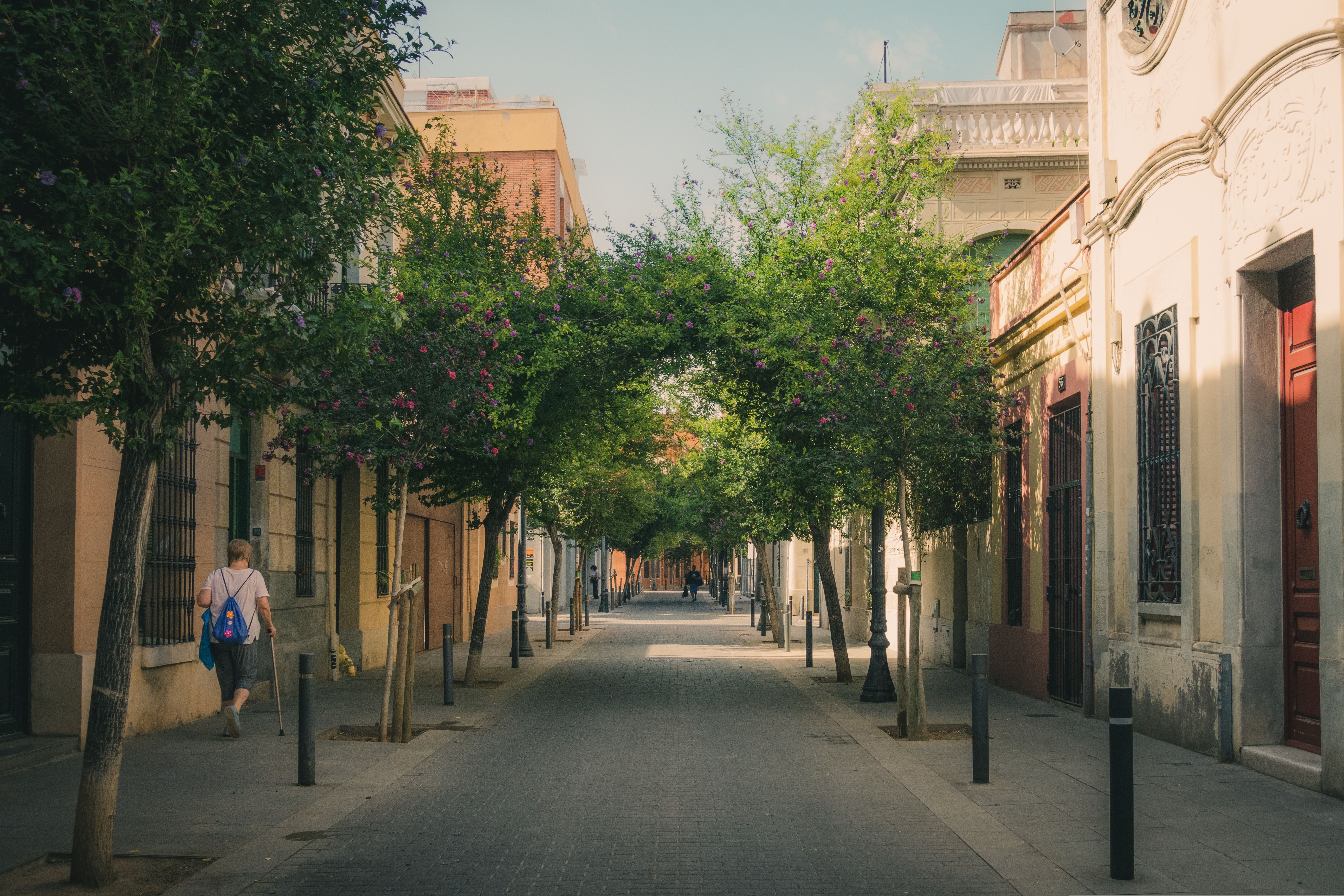 Trees over Narrow Street in Town · Free Stock Photo