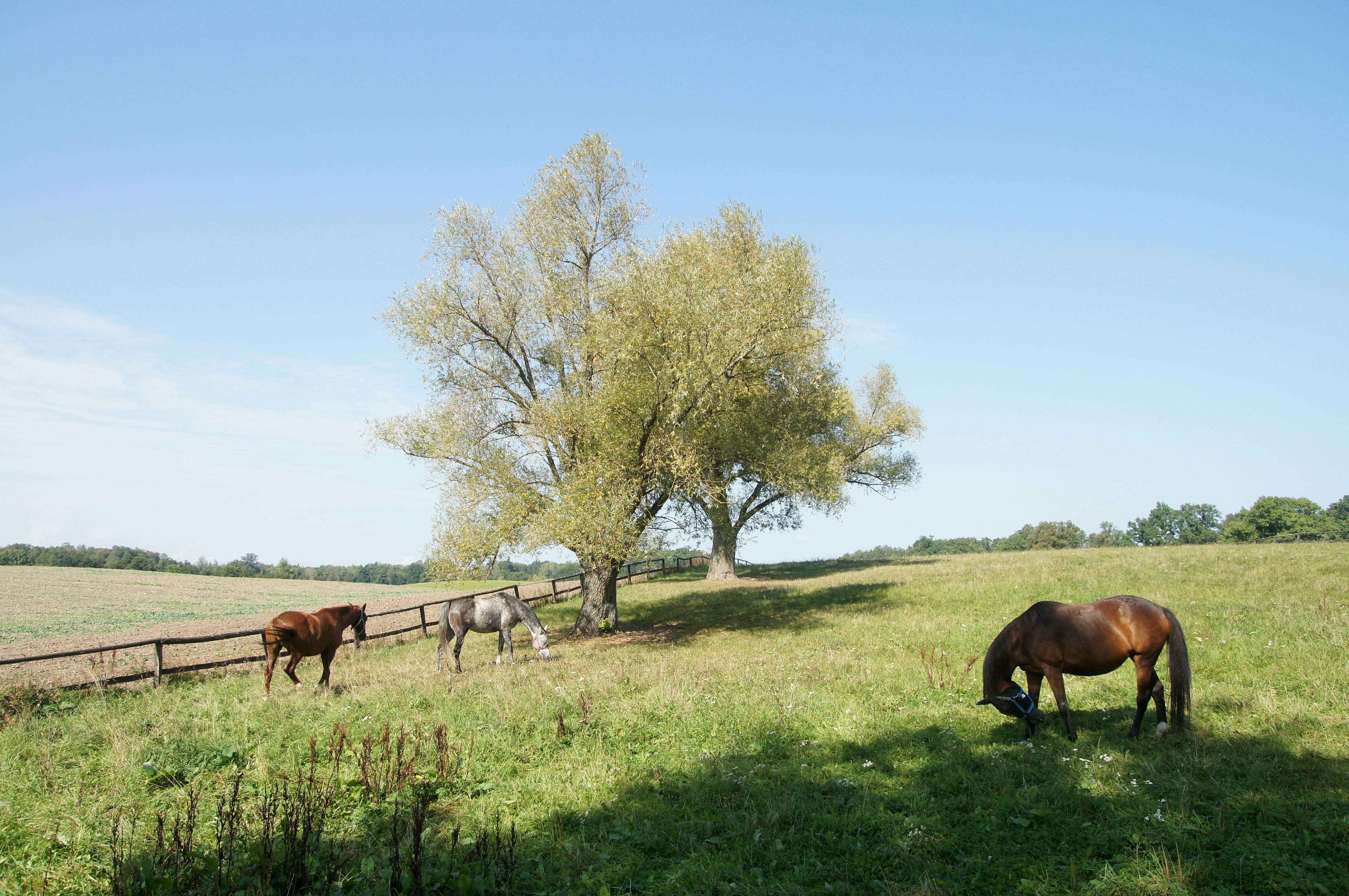 Tropicalrainforest Animals Photos, Download The BEST Free ...