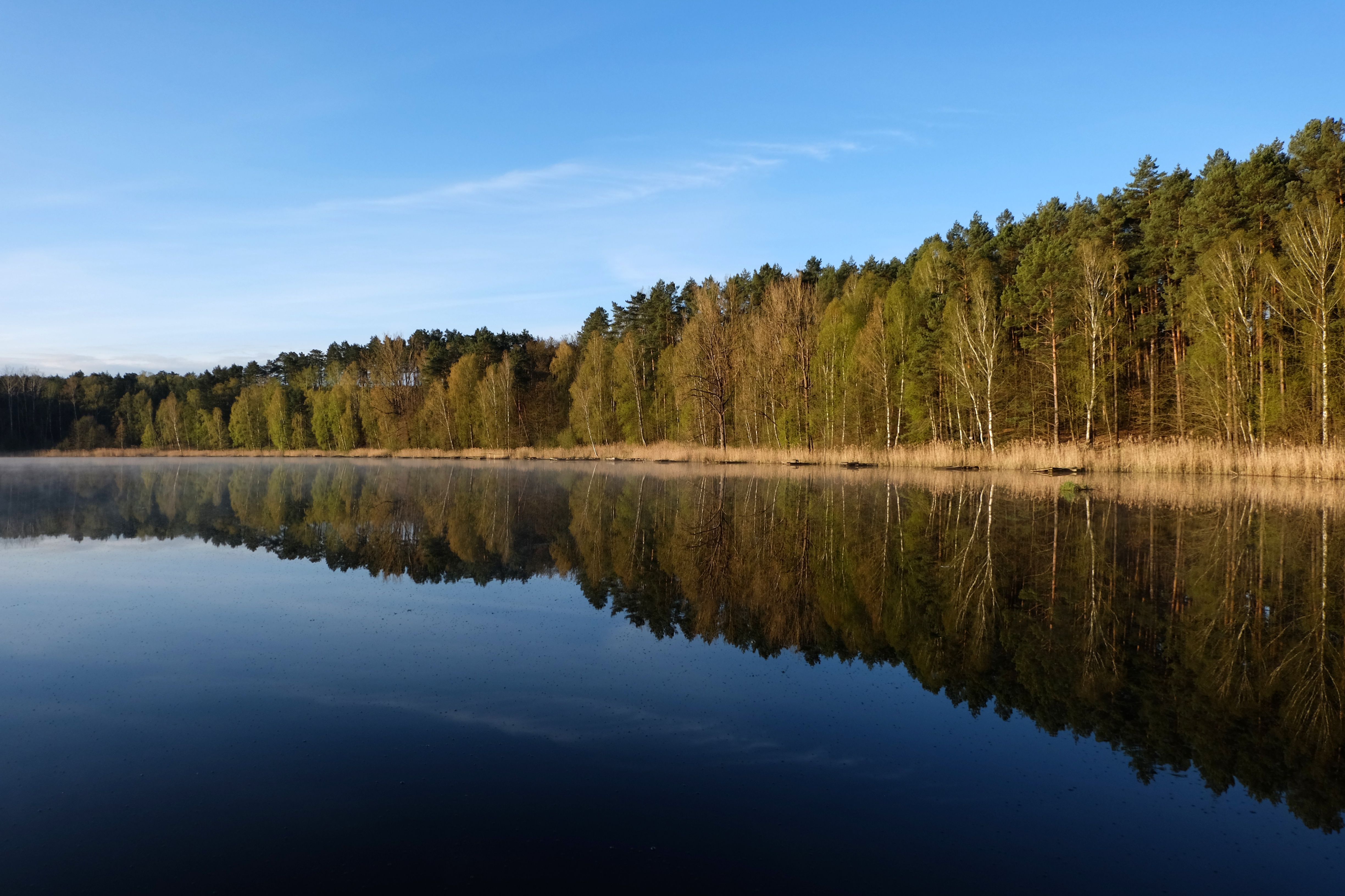 Forest around Lake · Free Stock Photo