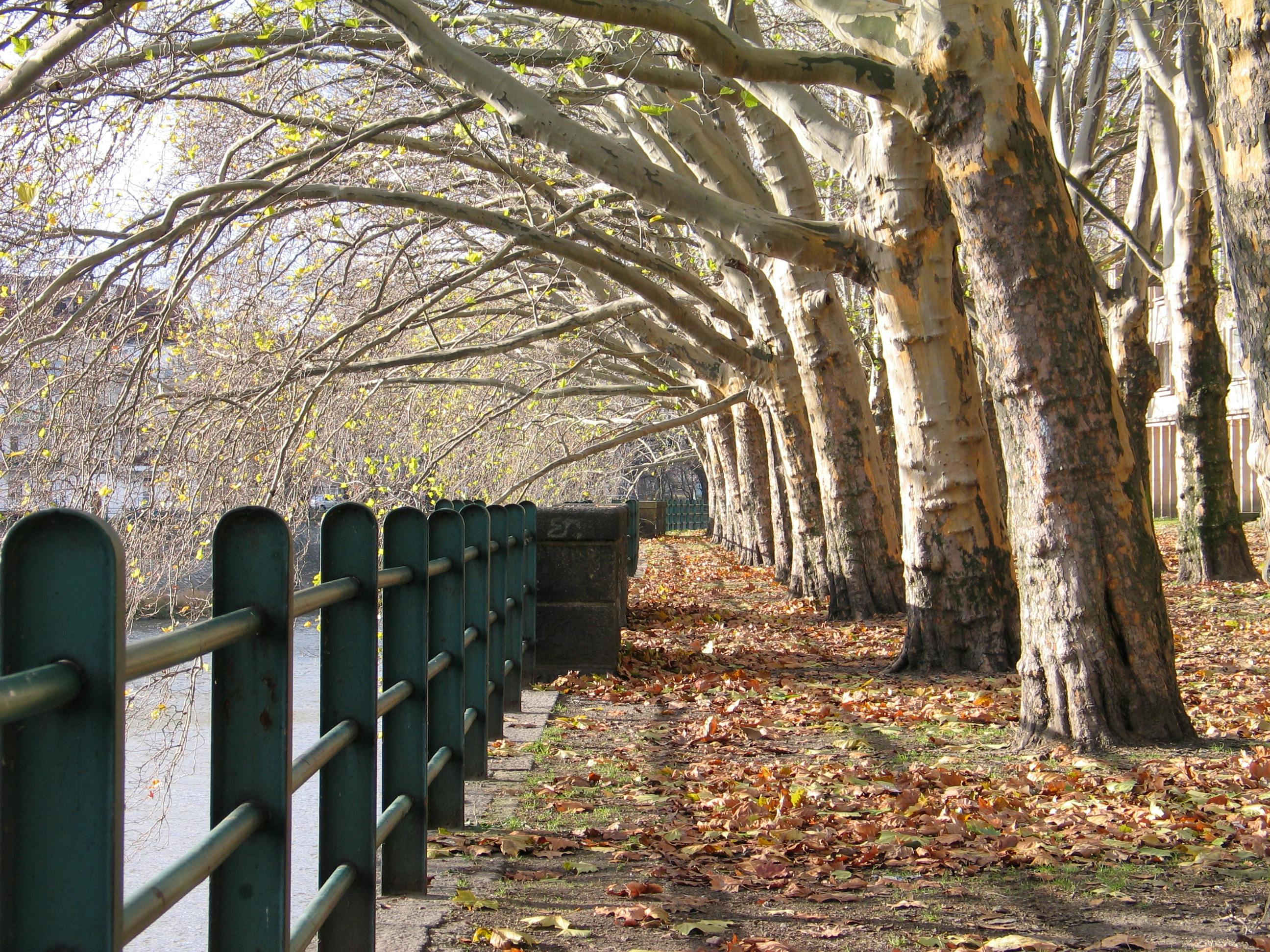 Autumnal Trees Photos, Download The BEST Free Autumnal Trees Stock ...