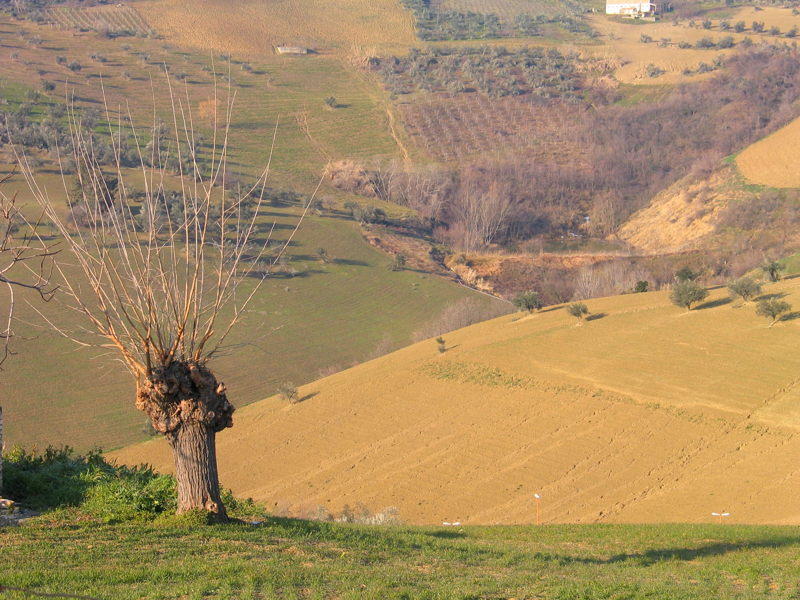 Árbol Marchito En Una Colina Sobre Campos Rurales · Foto de stock gratuita