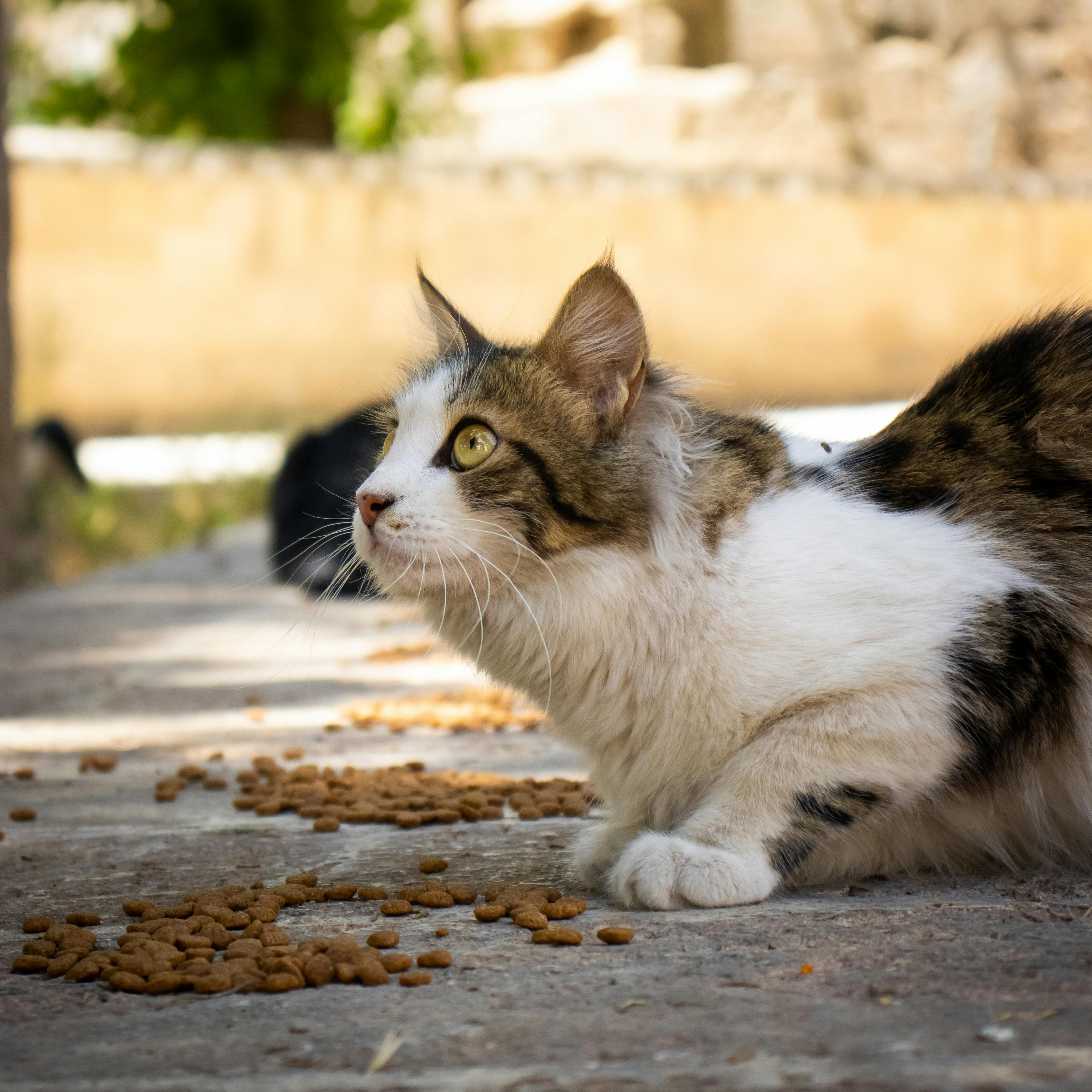 Close up of Cat on Ground · Free Stock Photo