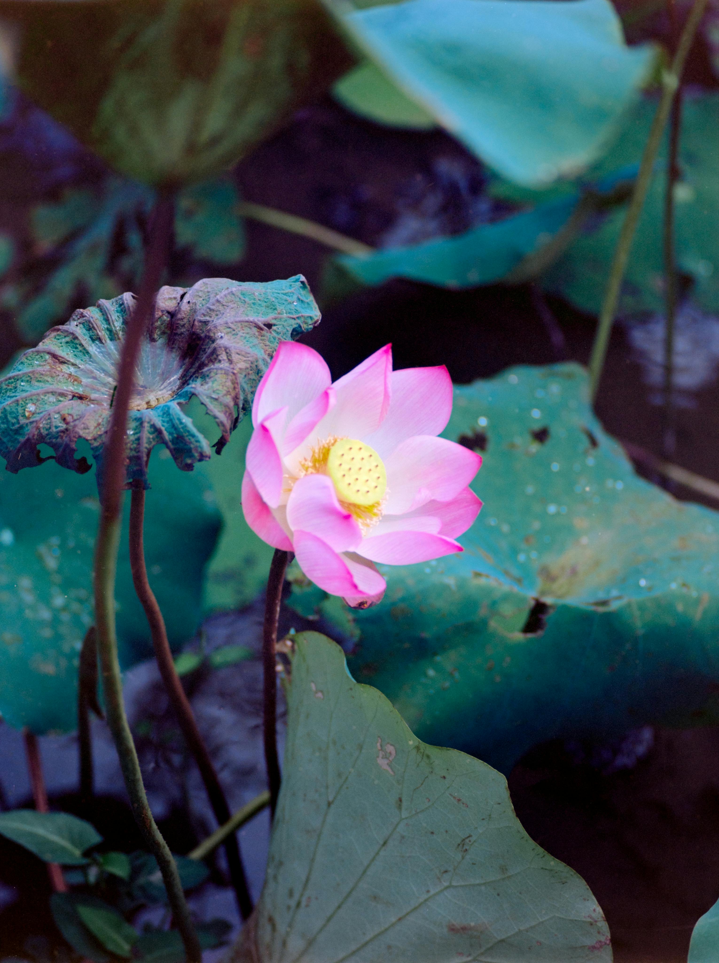 Flower Flower Identification Photos, Download The BEST Free Flower ...