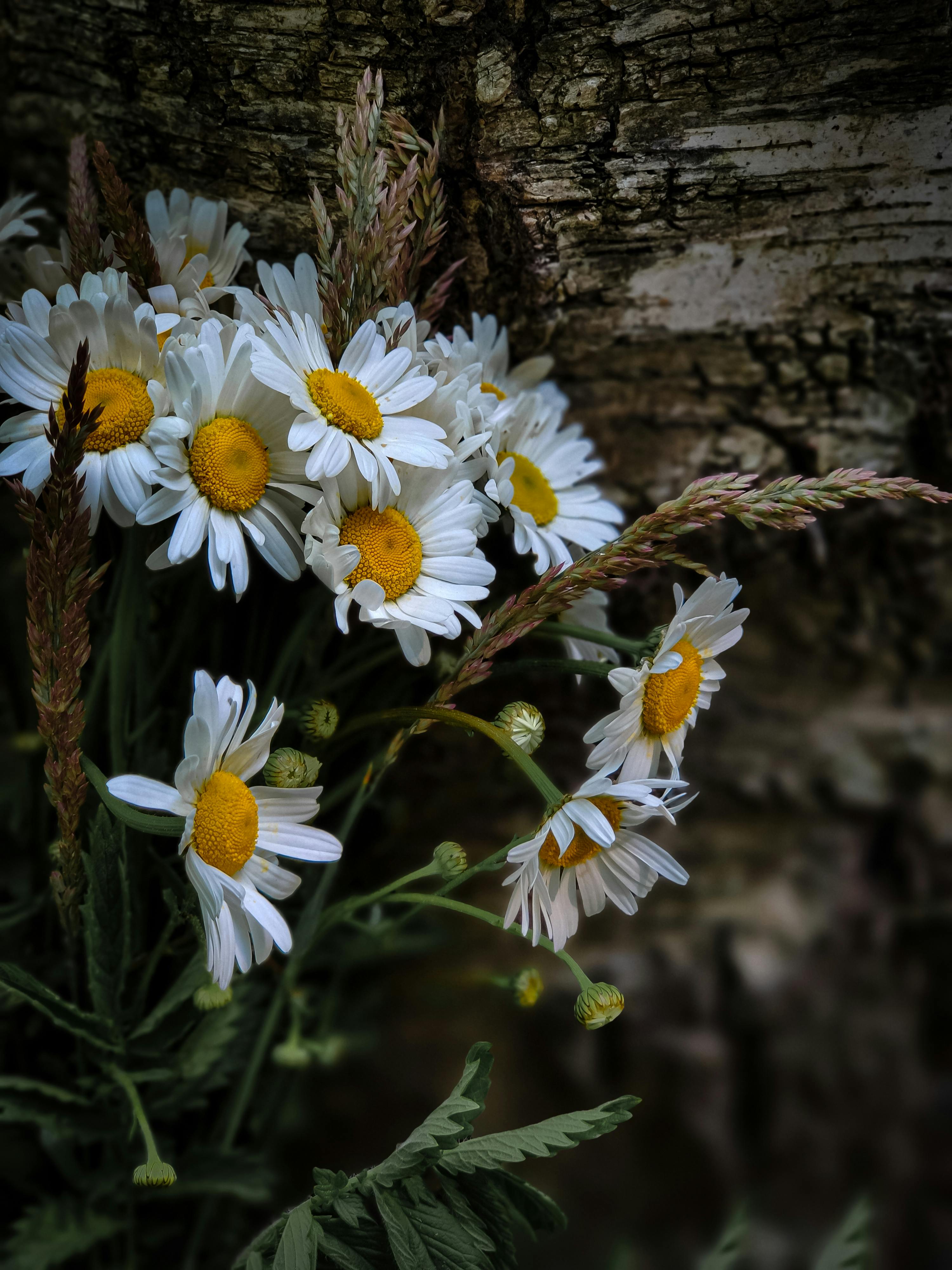 Oxe Photos, Download The BEST Free Oxe Stock Photos & HD Images