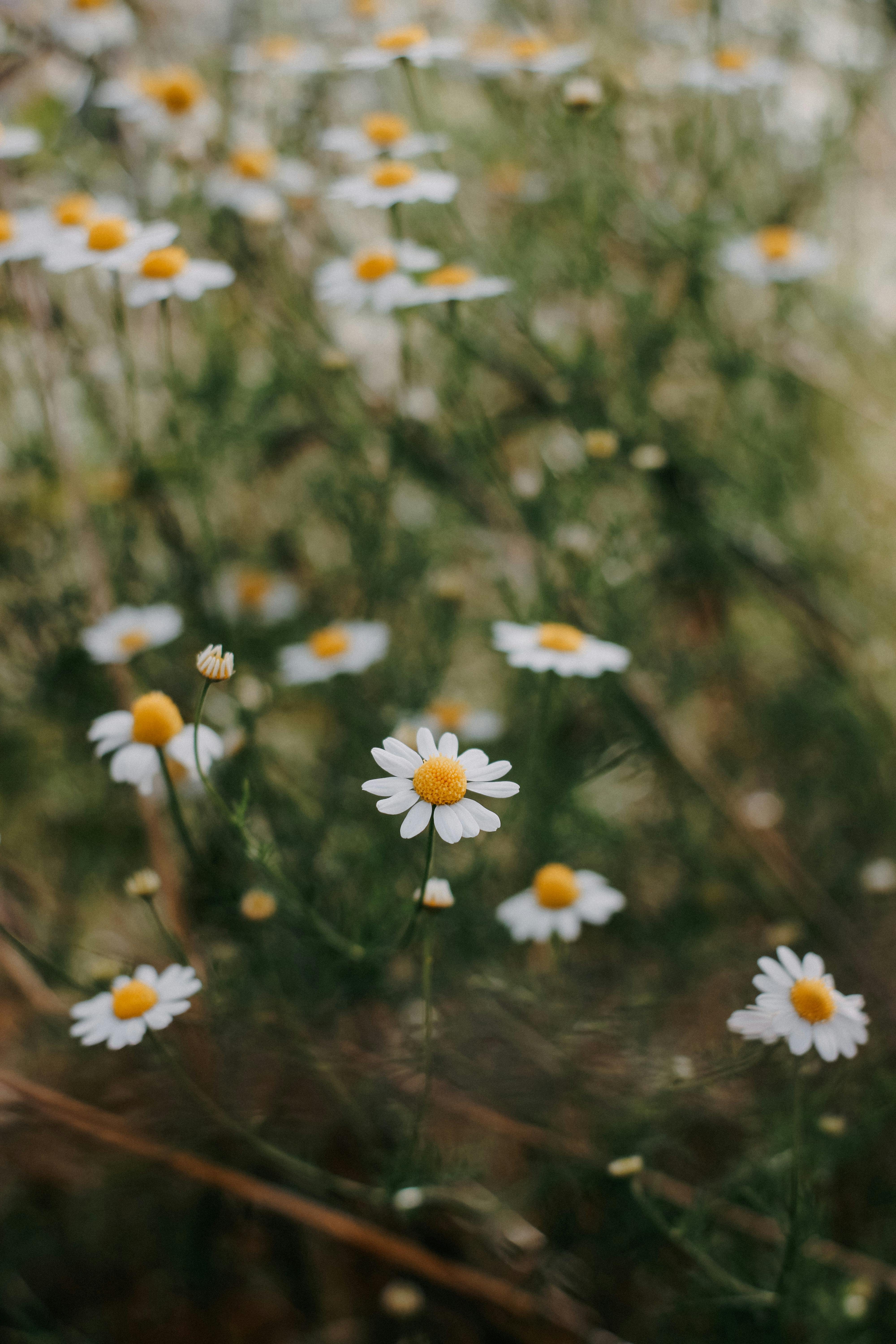 Close-up of a Daisy · Free Stock Photo