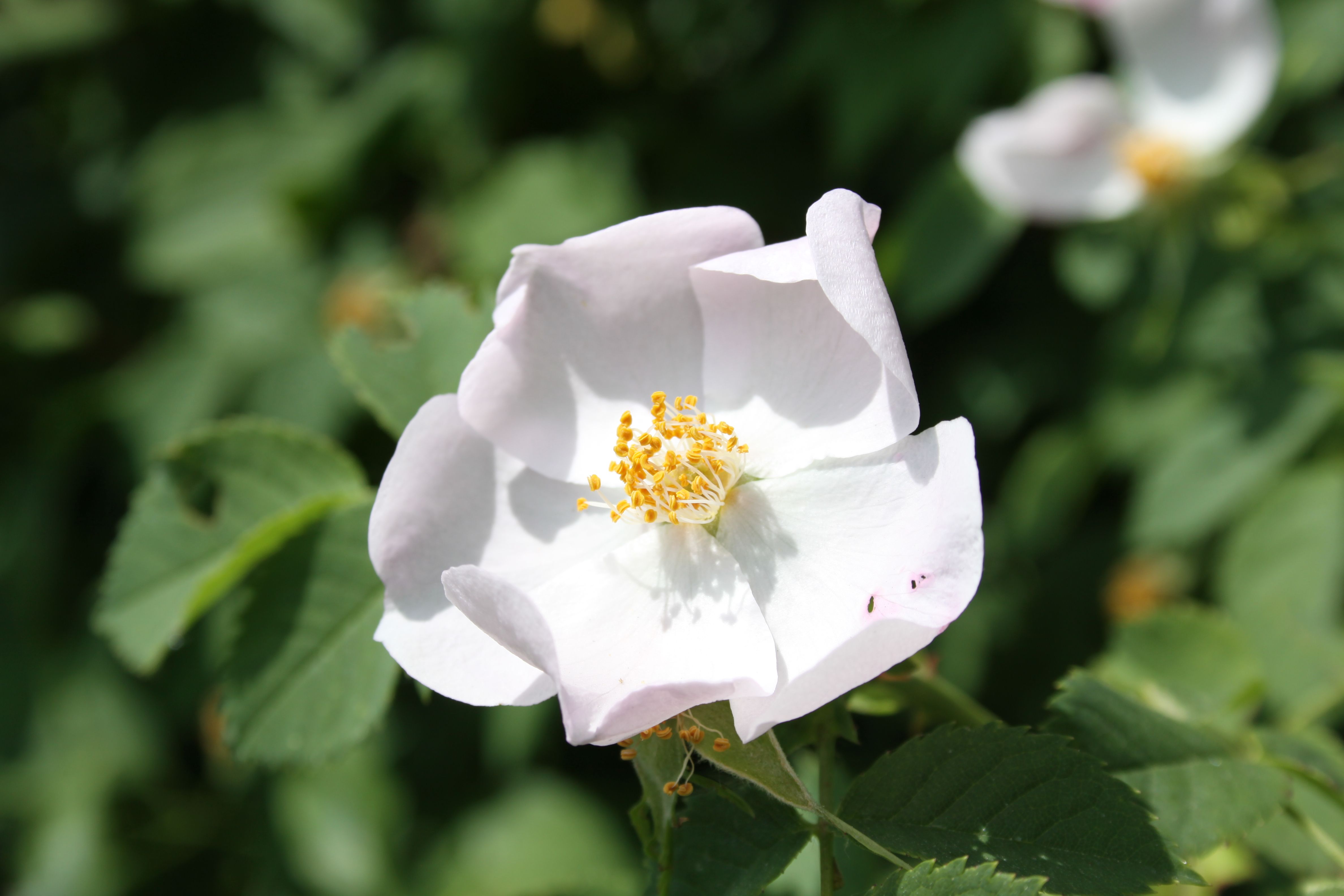 Wild Rose Alberta Photos, Download The BEST Free Wild Rose Alberta ...