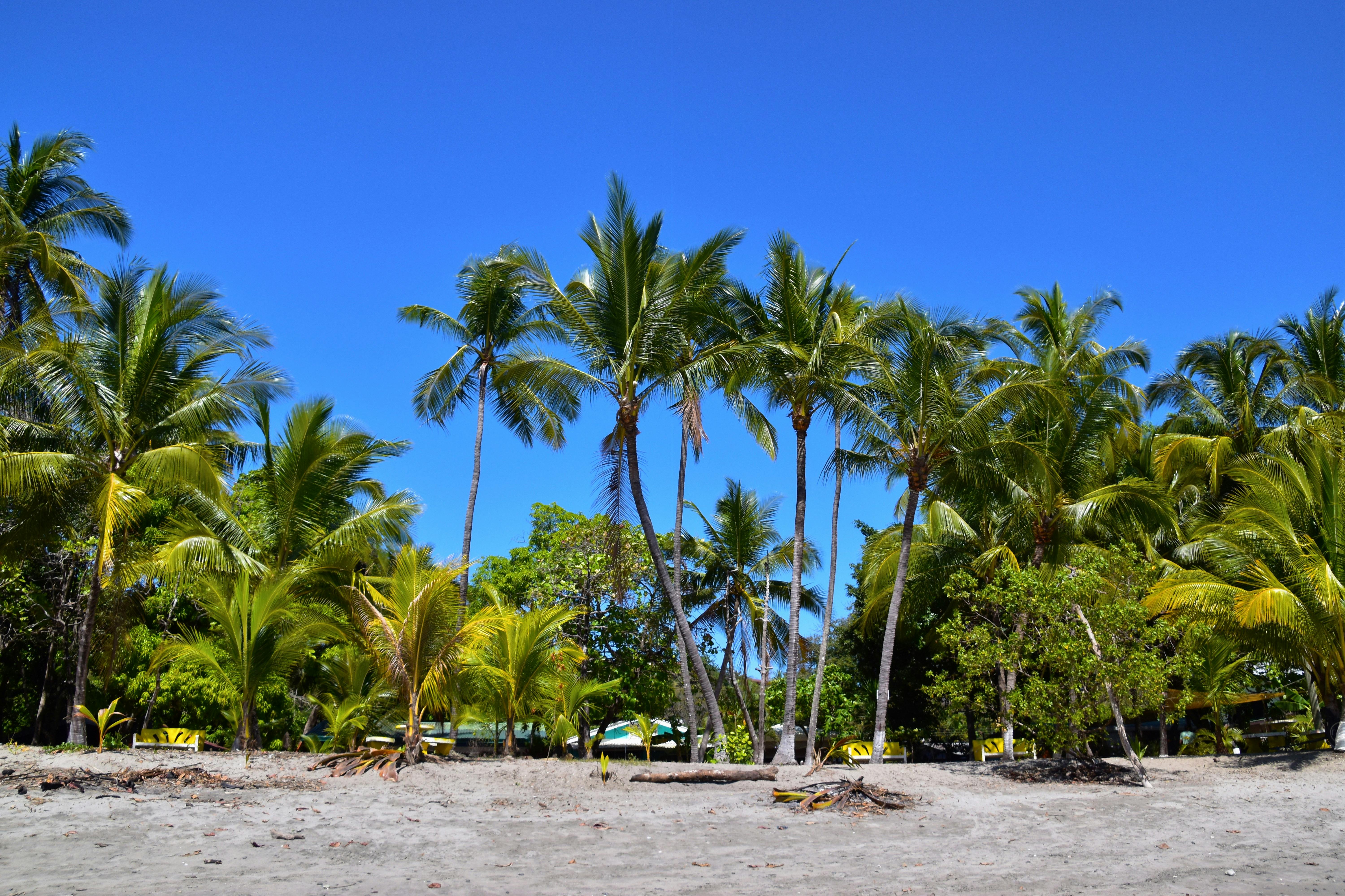 Two Palm Trees · Free Stock Photo
