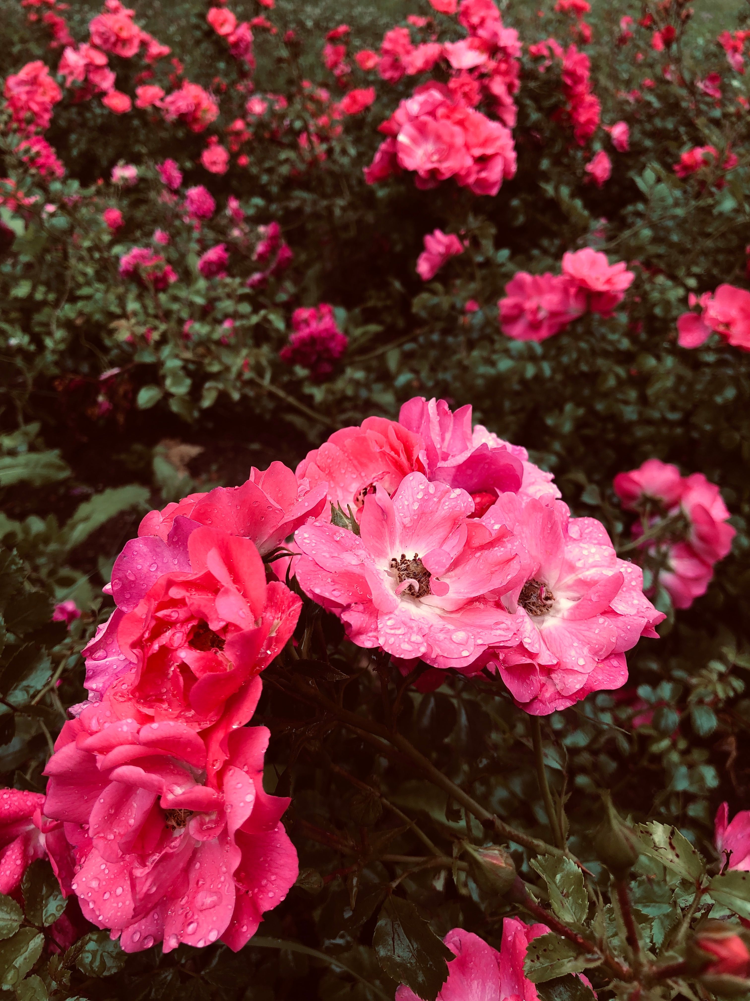 Shrub Flowers Photos, Download The BEST Free Shrub Flowers Stock Photos ...