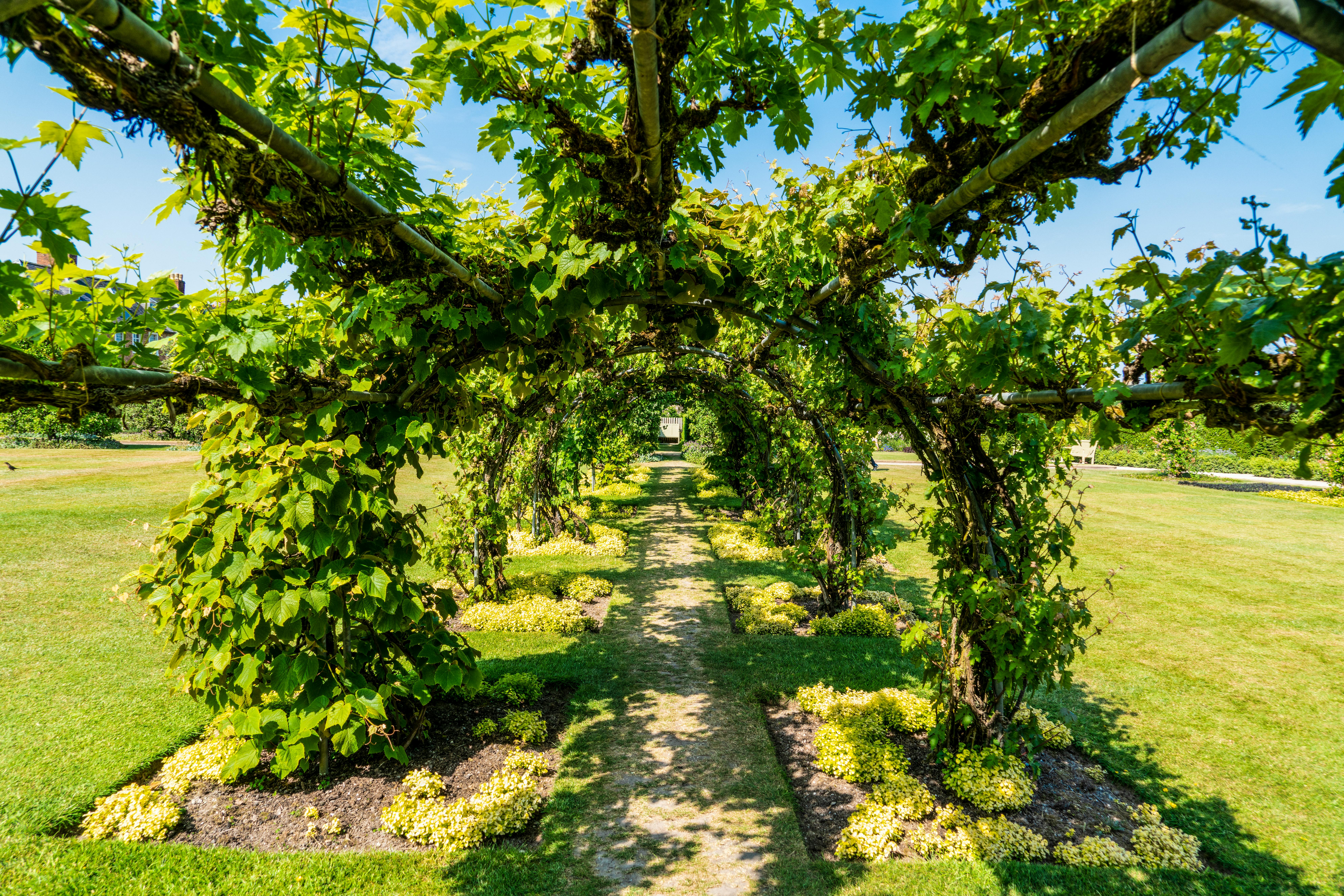 Path Under Arches Overgrown with Ivy · Free Stock Photo