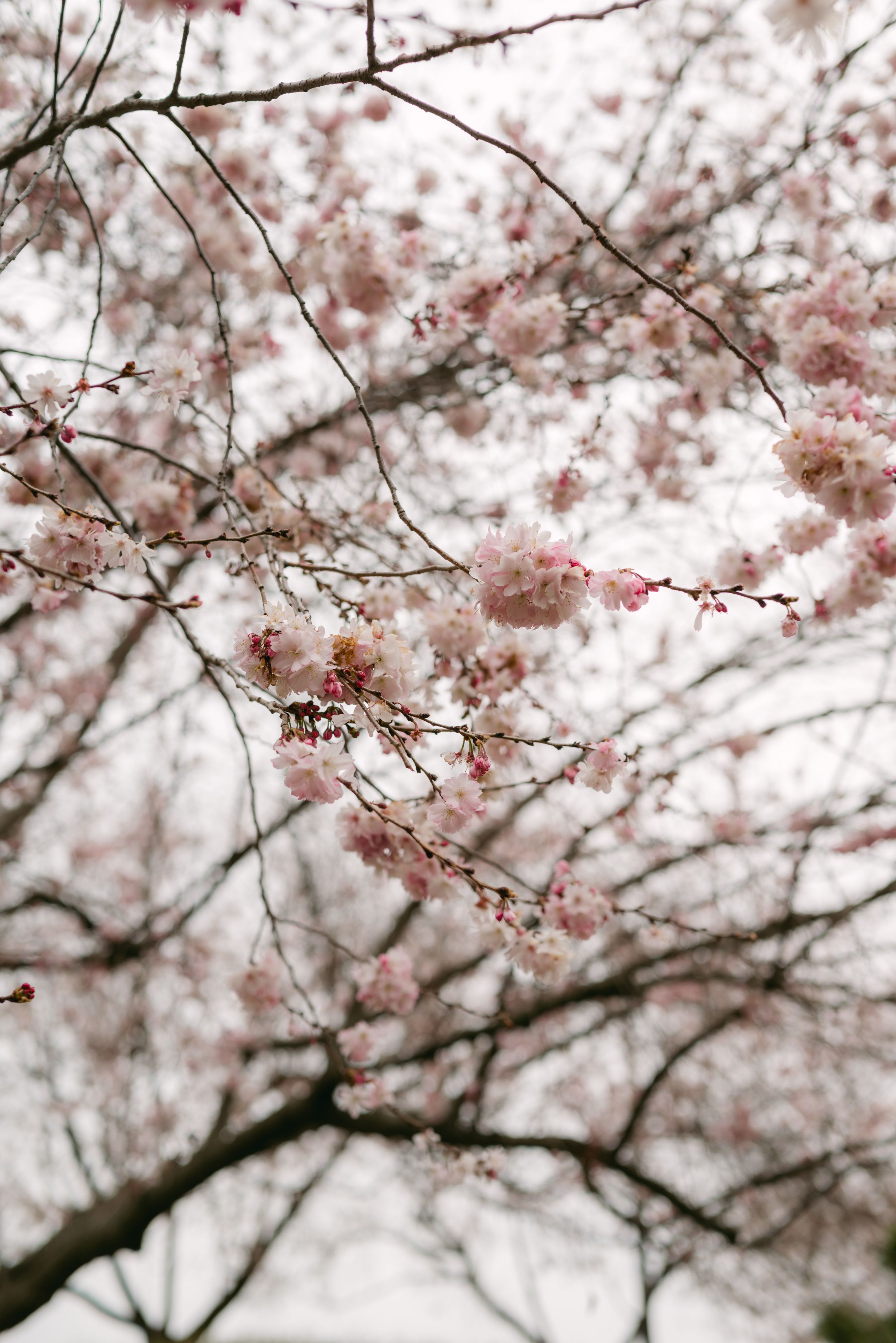 Close-up of a Cherry Tree in Spring · Free Stock Photo