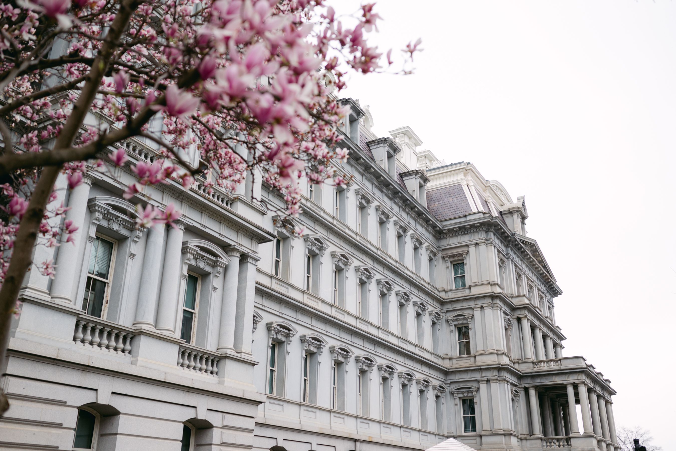 Washington Dc Cherry Blossoms Photos, Download The BEST Free Washington ...