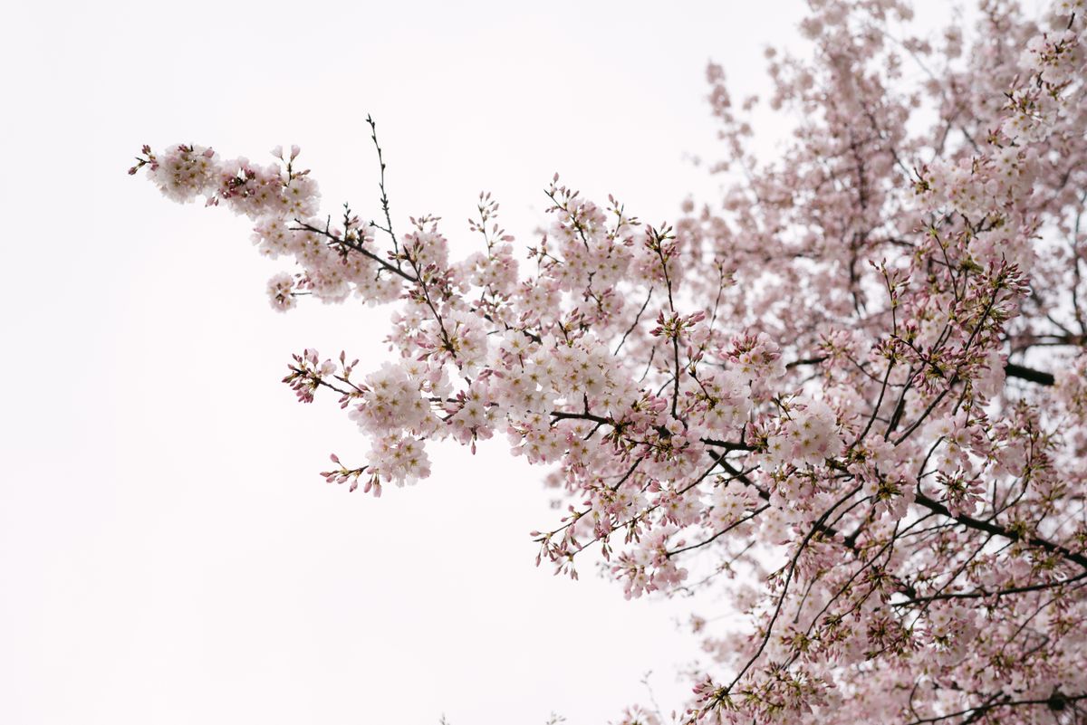 Washington Dc Cherry Blossoms Photos, Download The BEST Free Washington ...