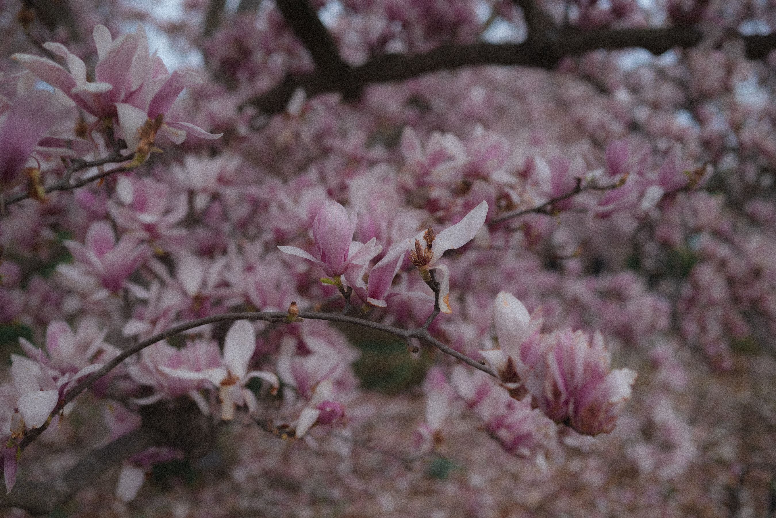 Close-up of Magnolia Petals · Free Stock Photo