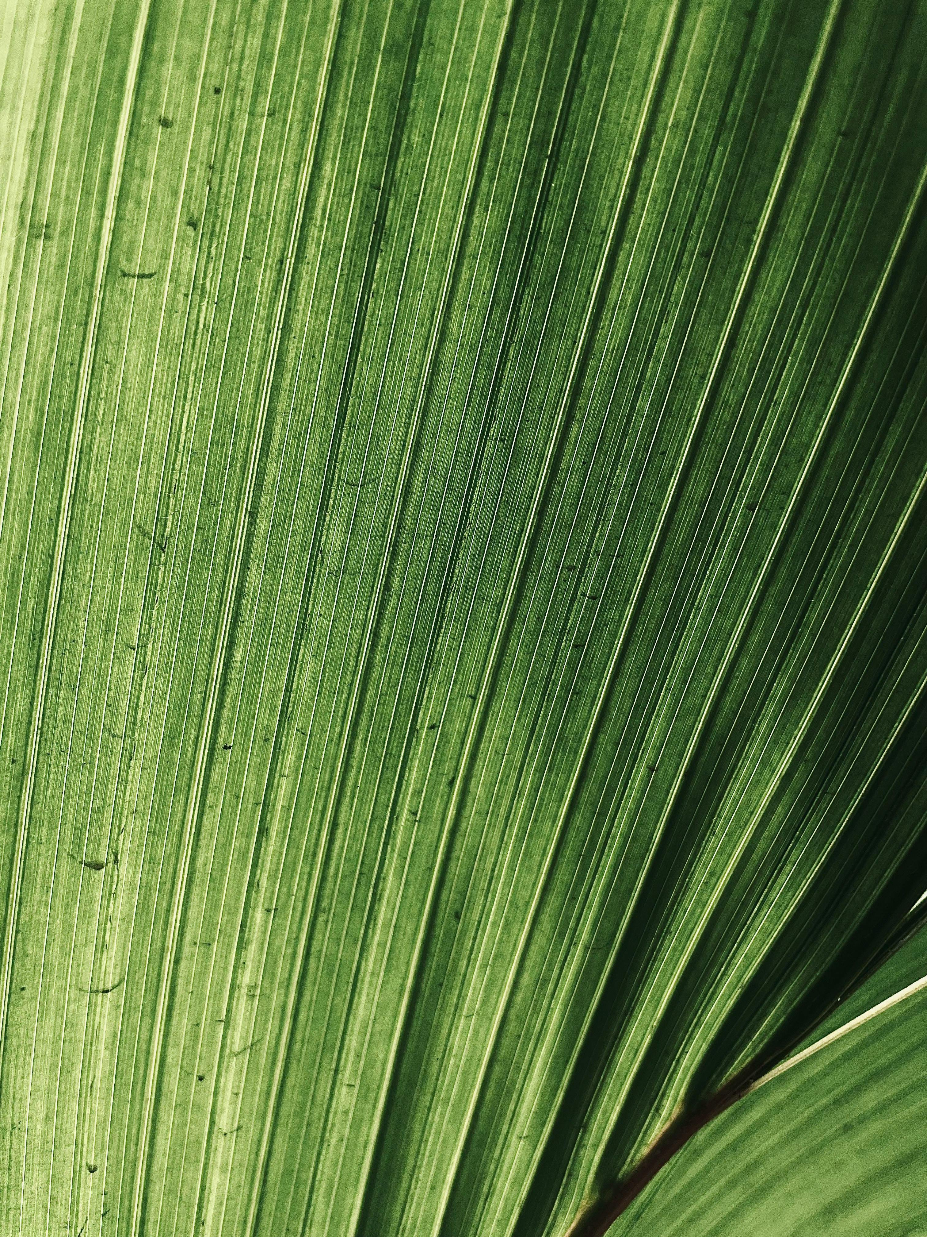 Close-up of Palm Leaf · Free Stock Photo