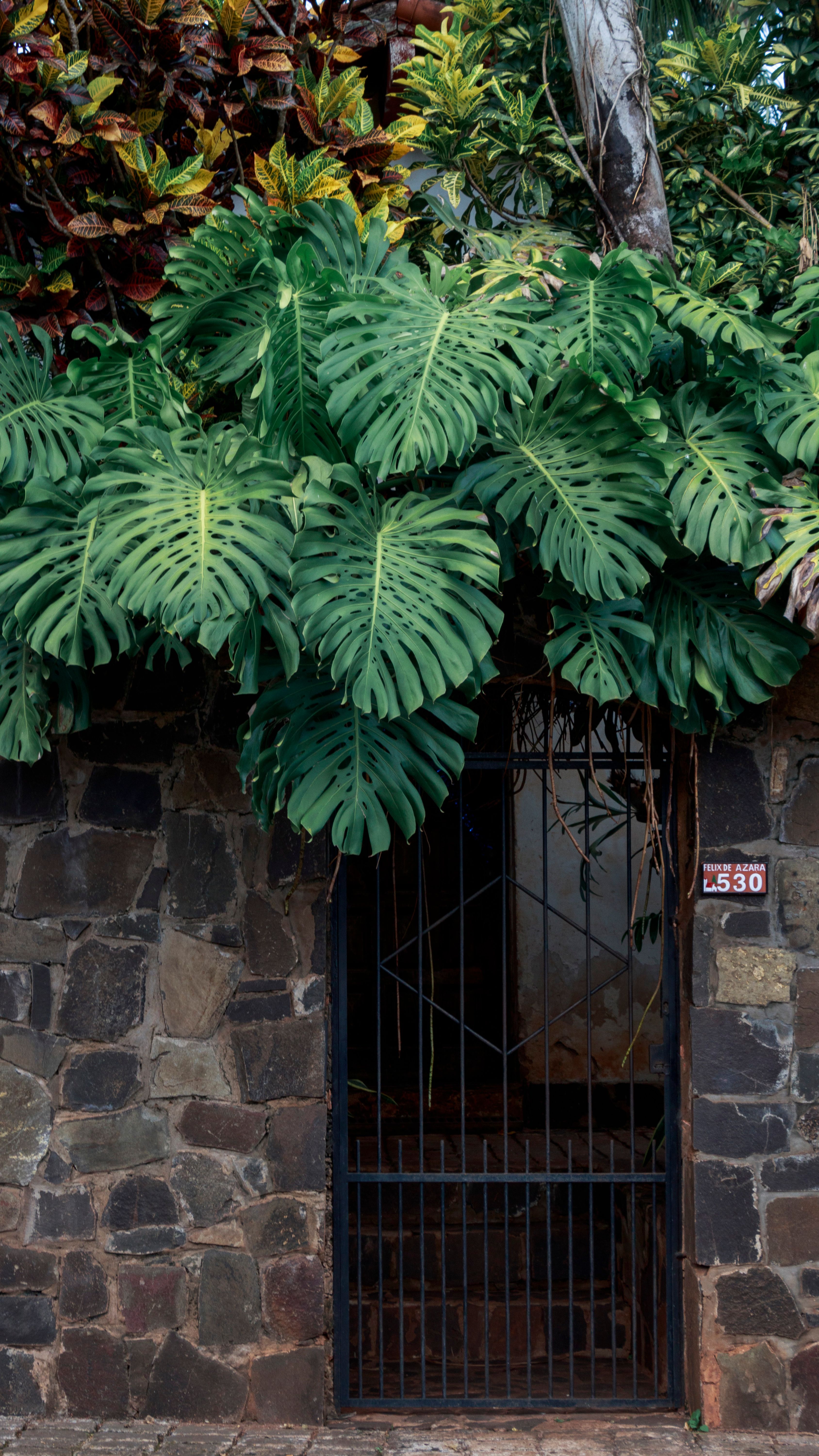 Trees around Gate in Stone Wall · Free Stock Photo