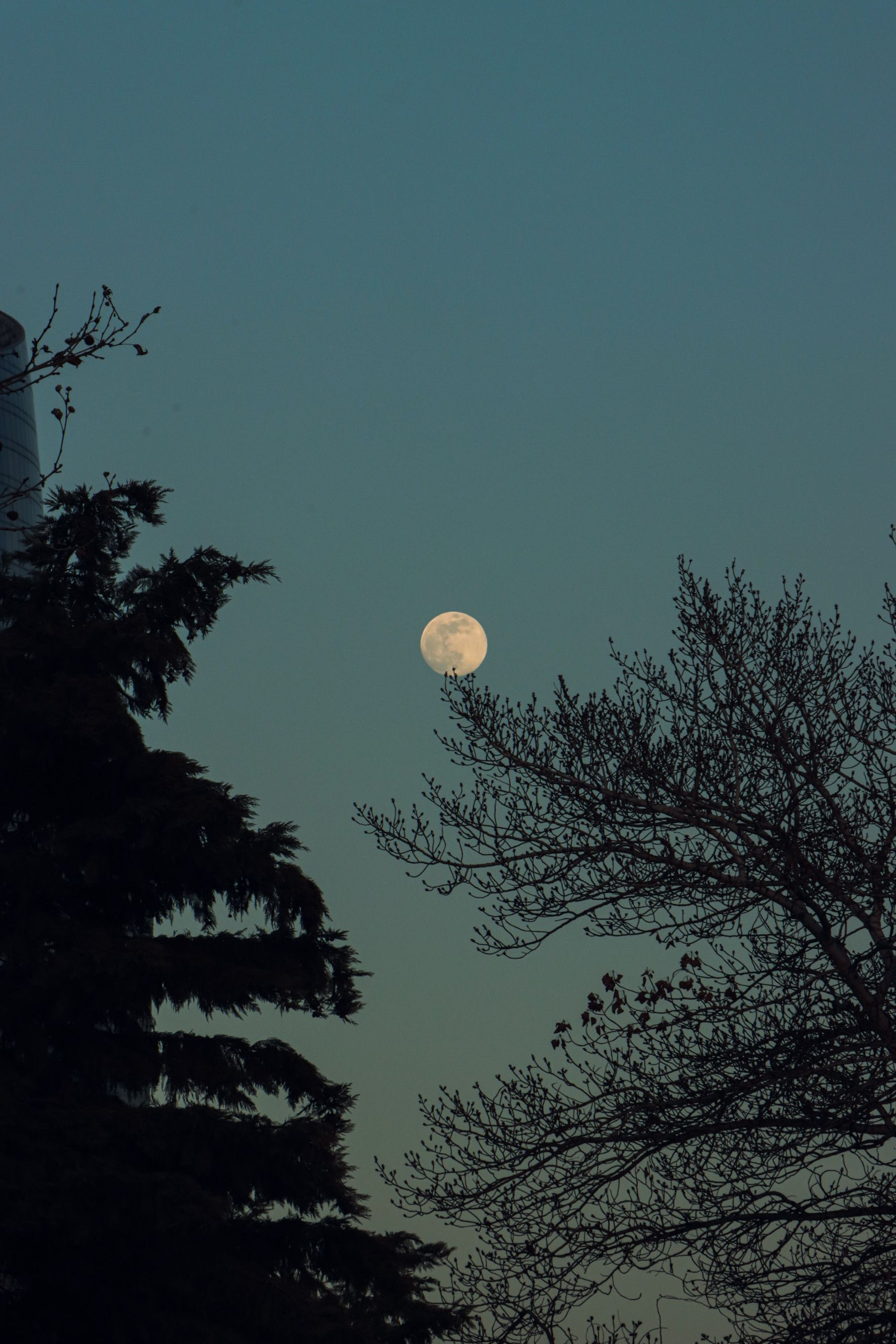 Moon Above Trees in the Evening · Free Stock Photo