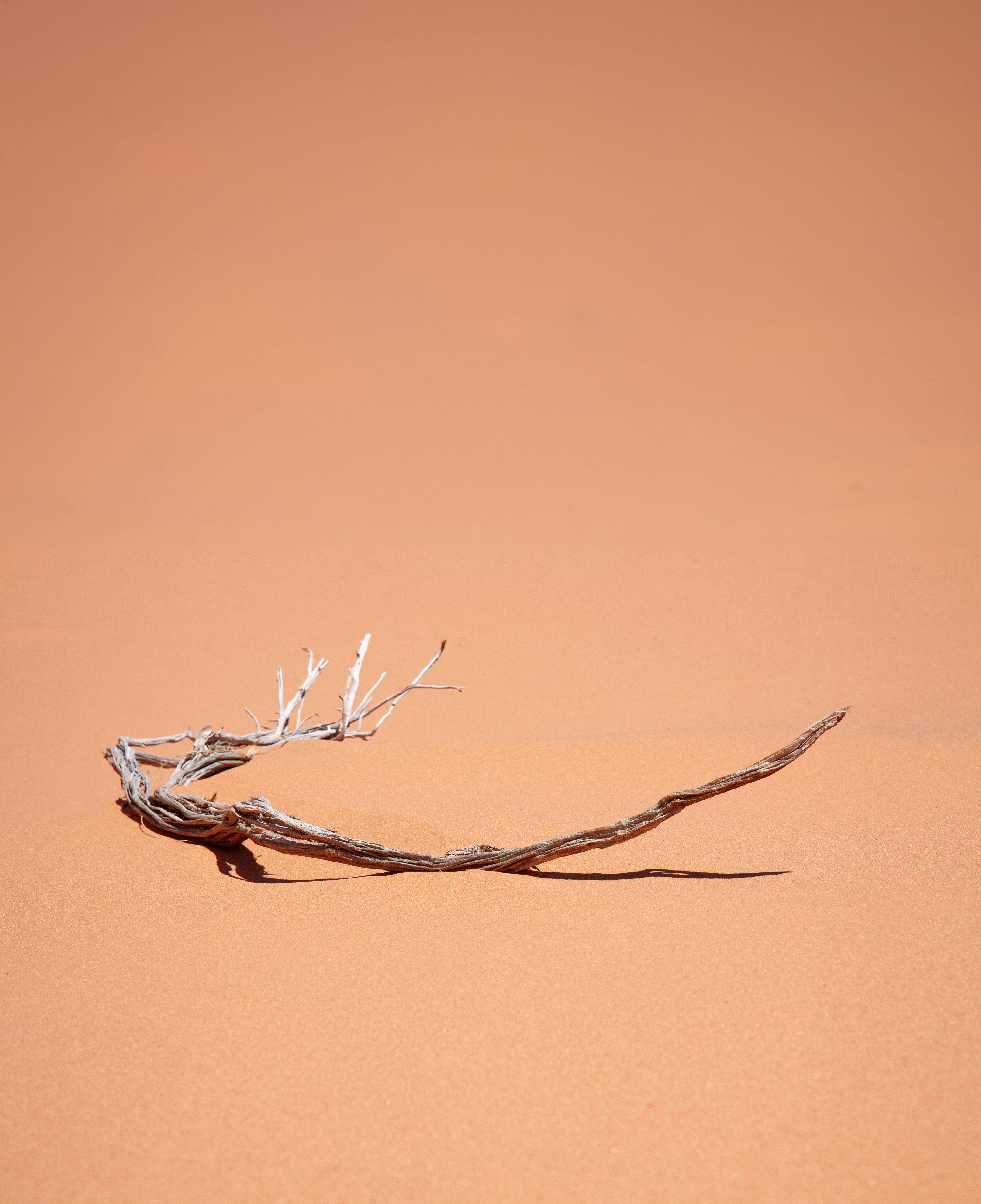 Bone-dry Branch on Sand · Free Stock Photo