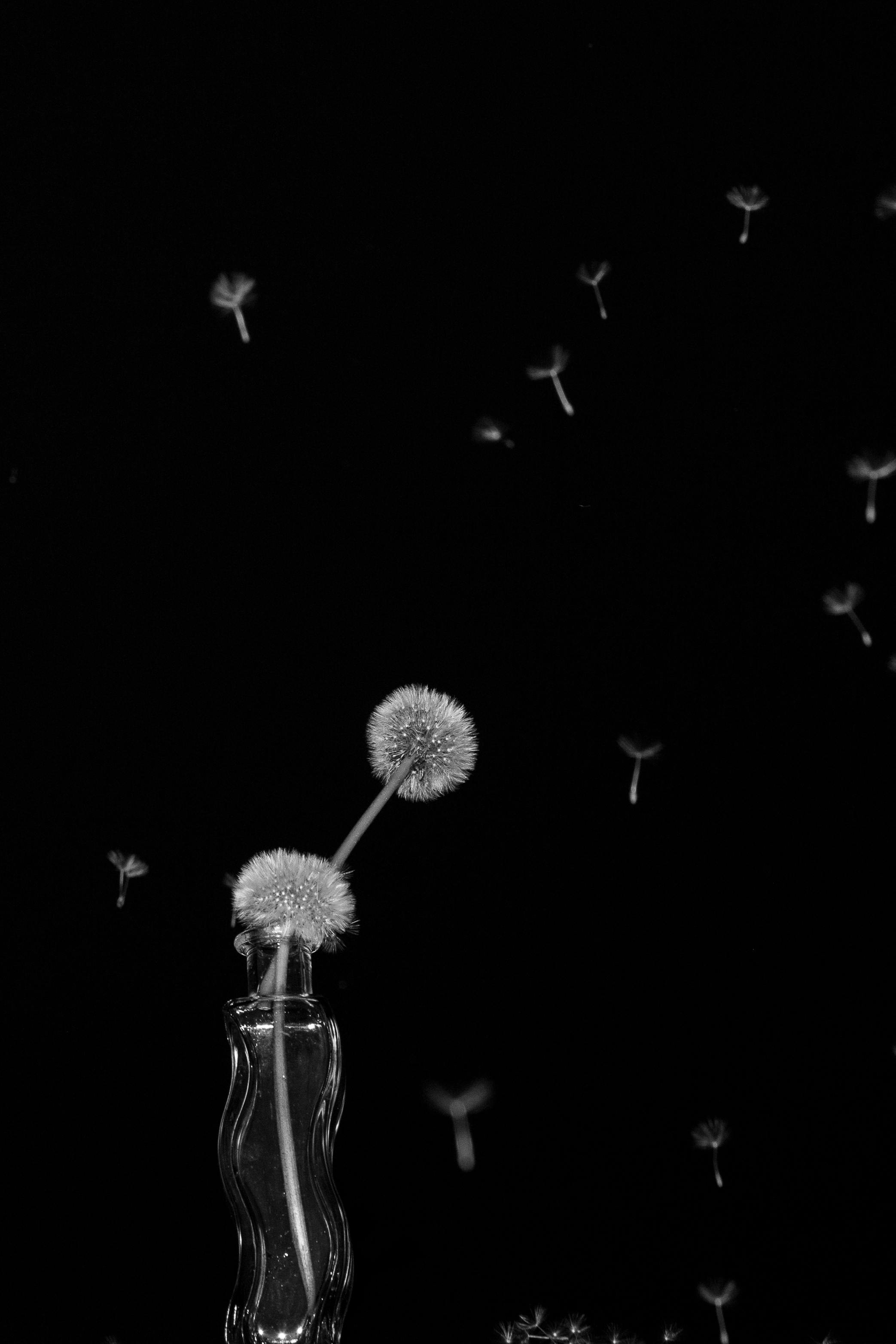 Dandelion Flowers in Vase · Free Stock Photo