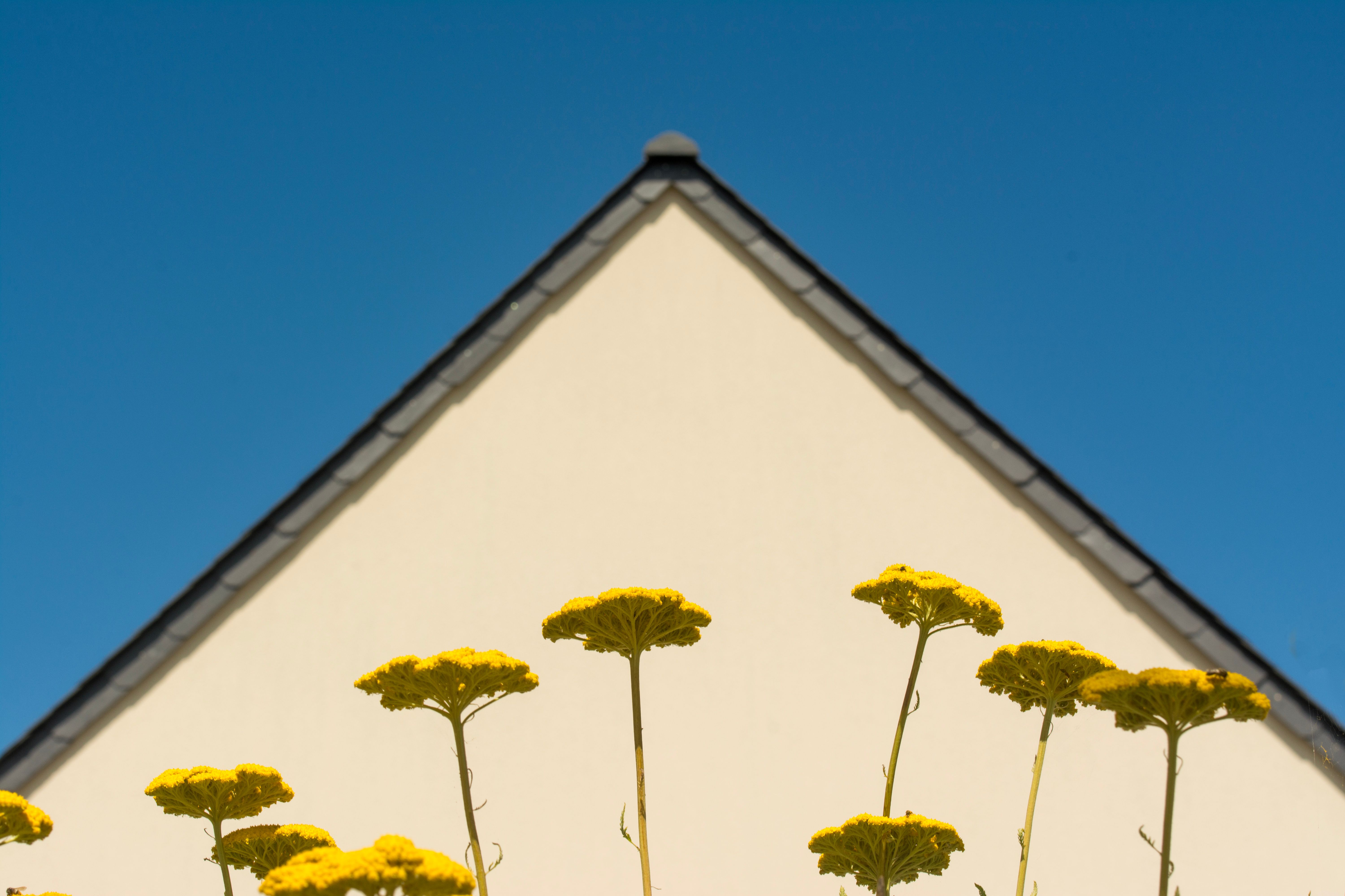 Wildflower House Photos, Download The BEST Free Wildflower House Stock ...