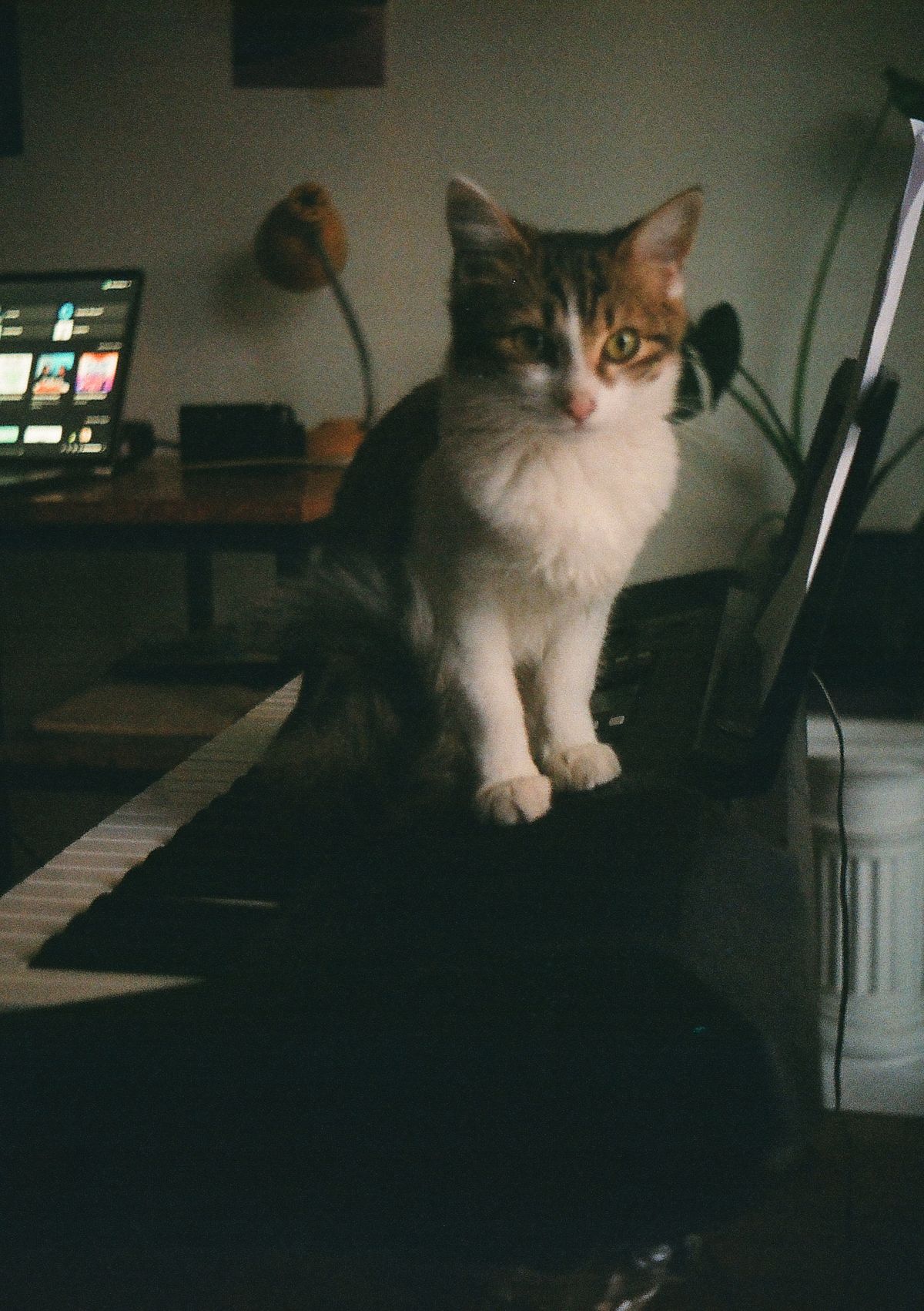 30.000+ melhores imagens de Gato No Teclado · Download 100% grátis ...