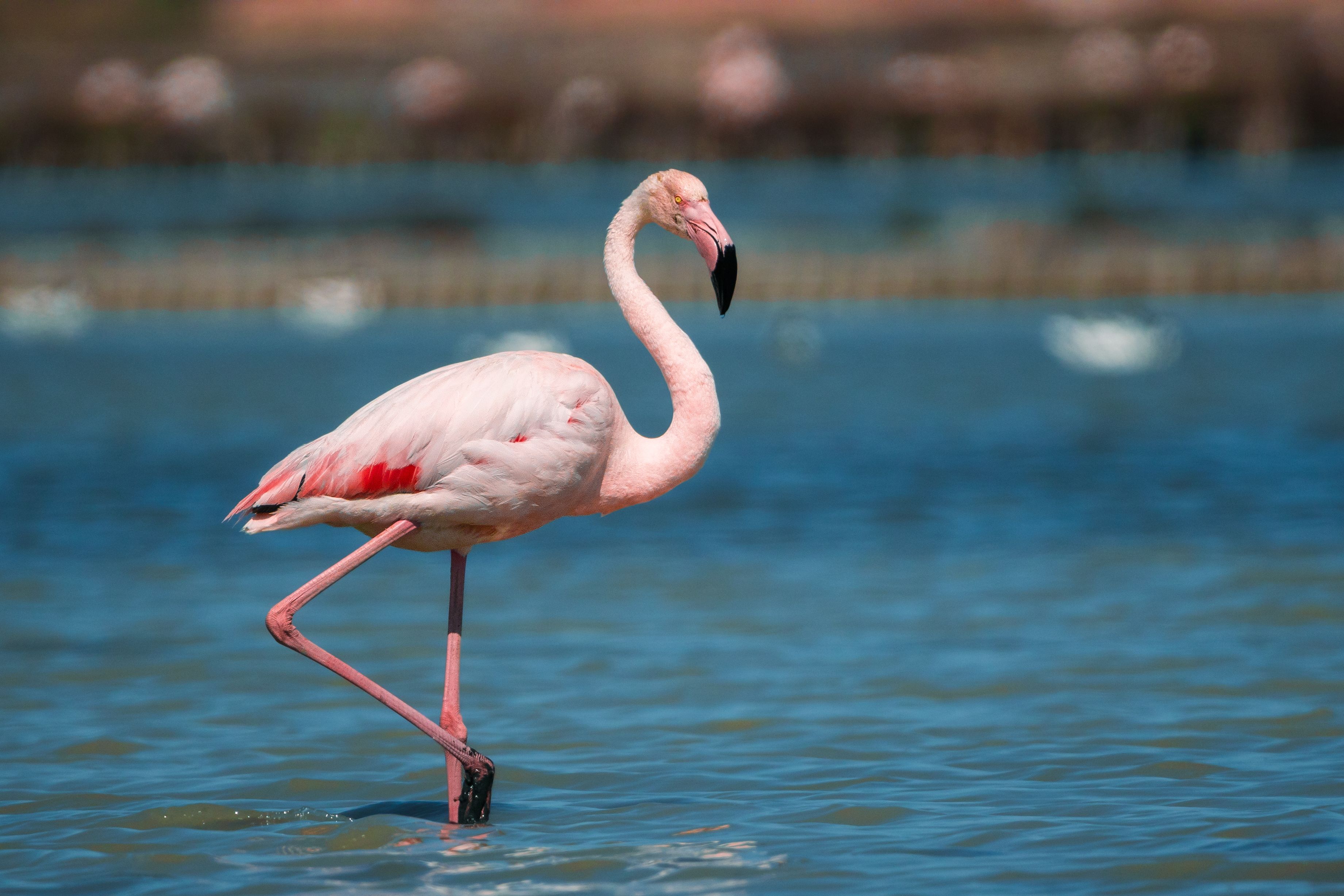 Photo gratuite de animal, aquatique, aviaire, calme, coloré, debout ...