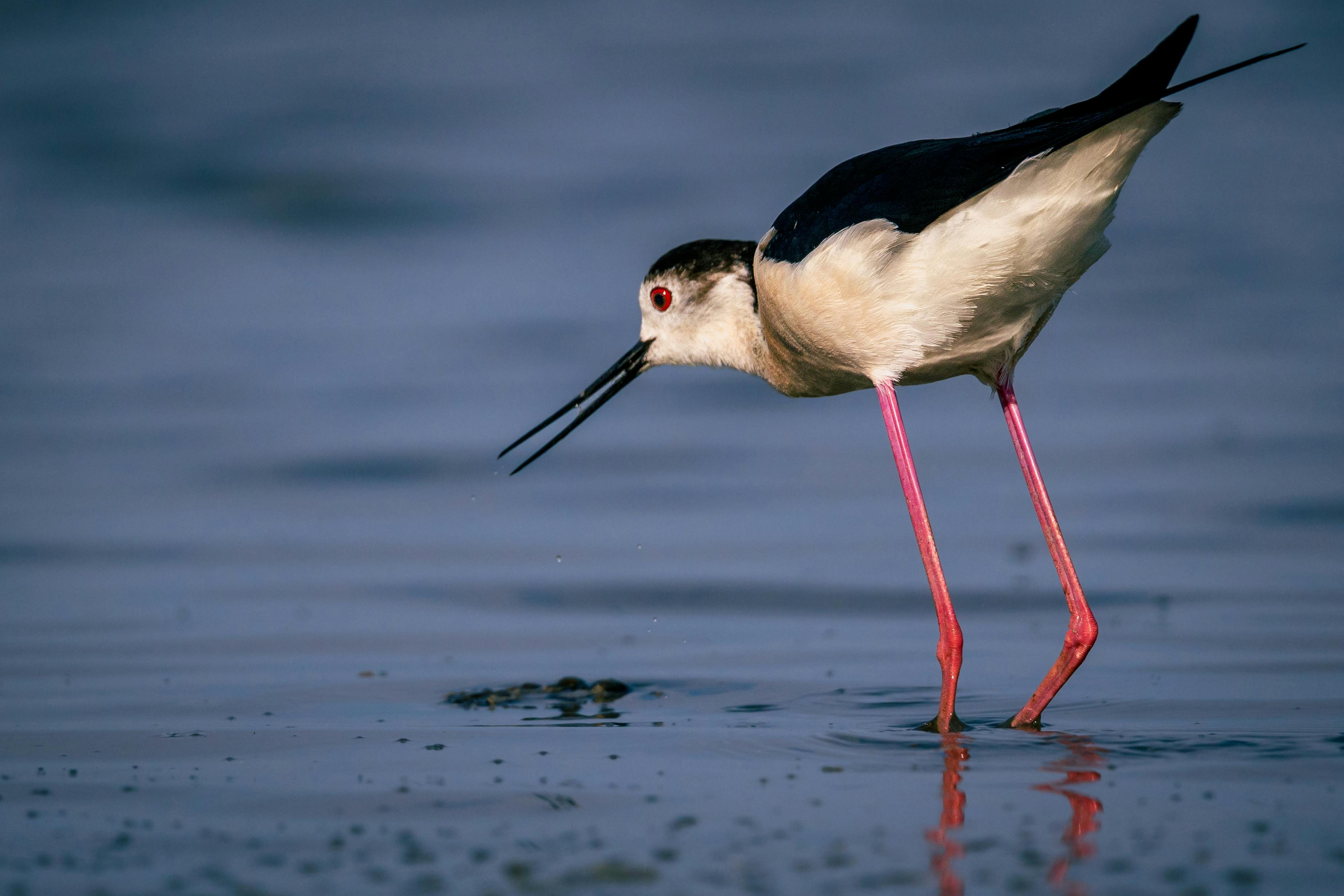Black Winged Stilt Wading in River · Free Stock Photo