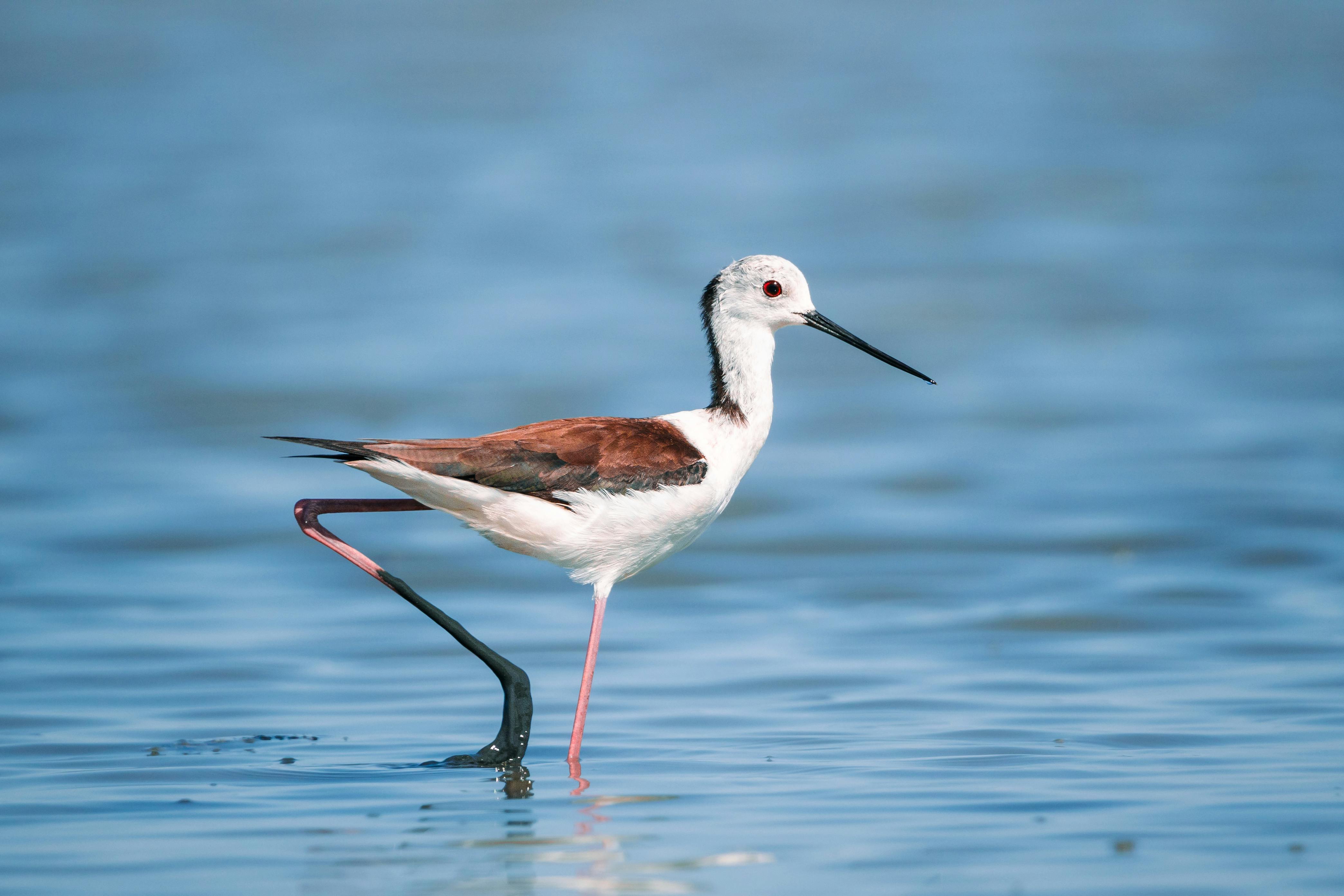 Black Winged Stilt Wading in River · Free Stock Photo