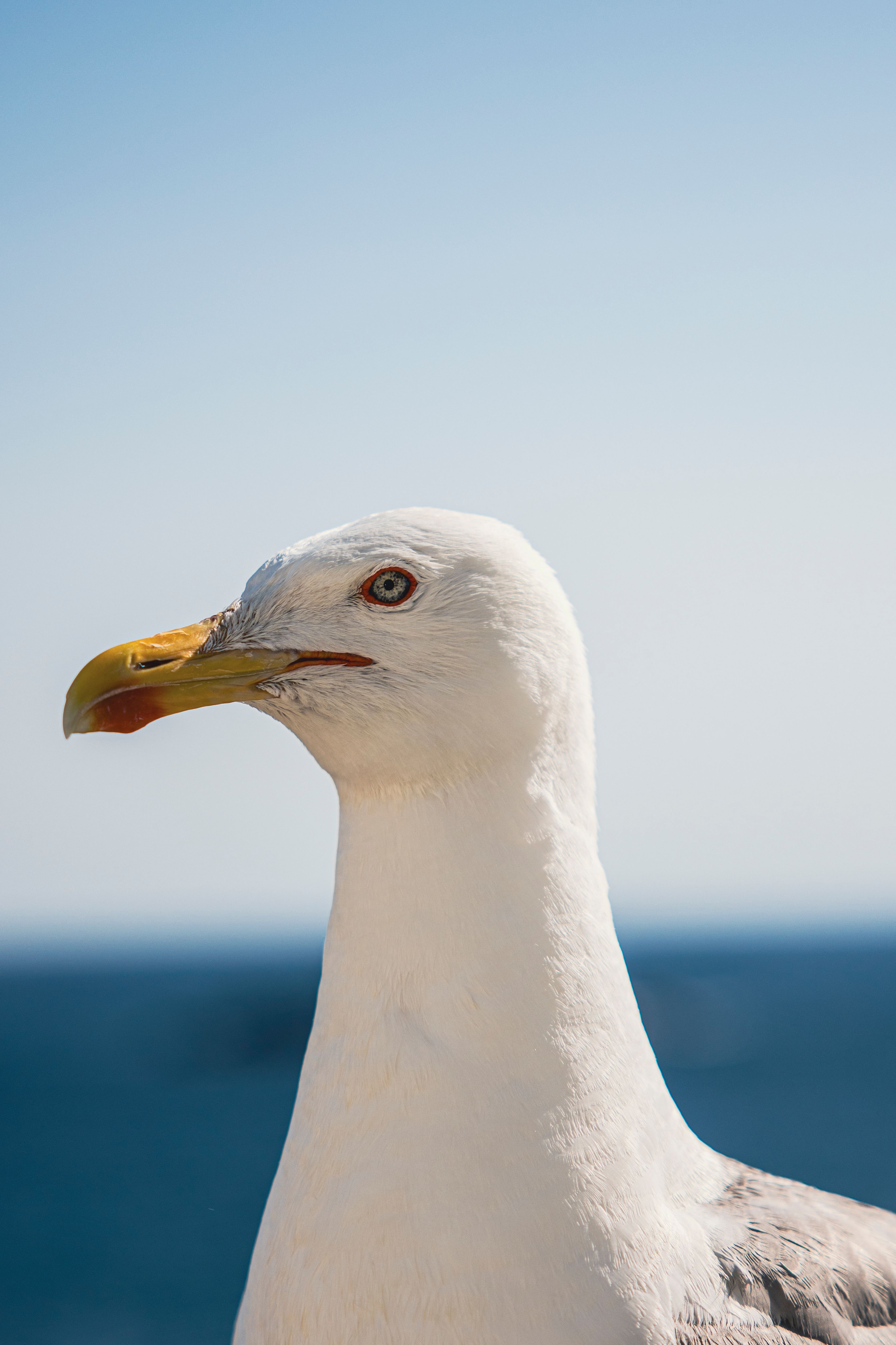Portrait of a Seagull · Free Stock Photo