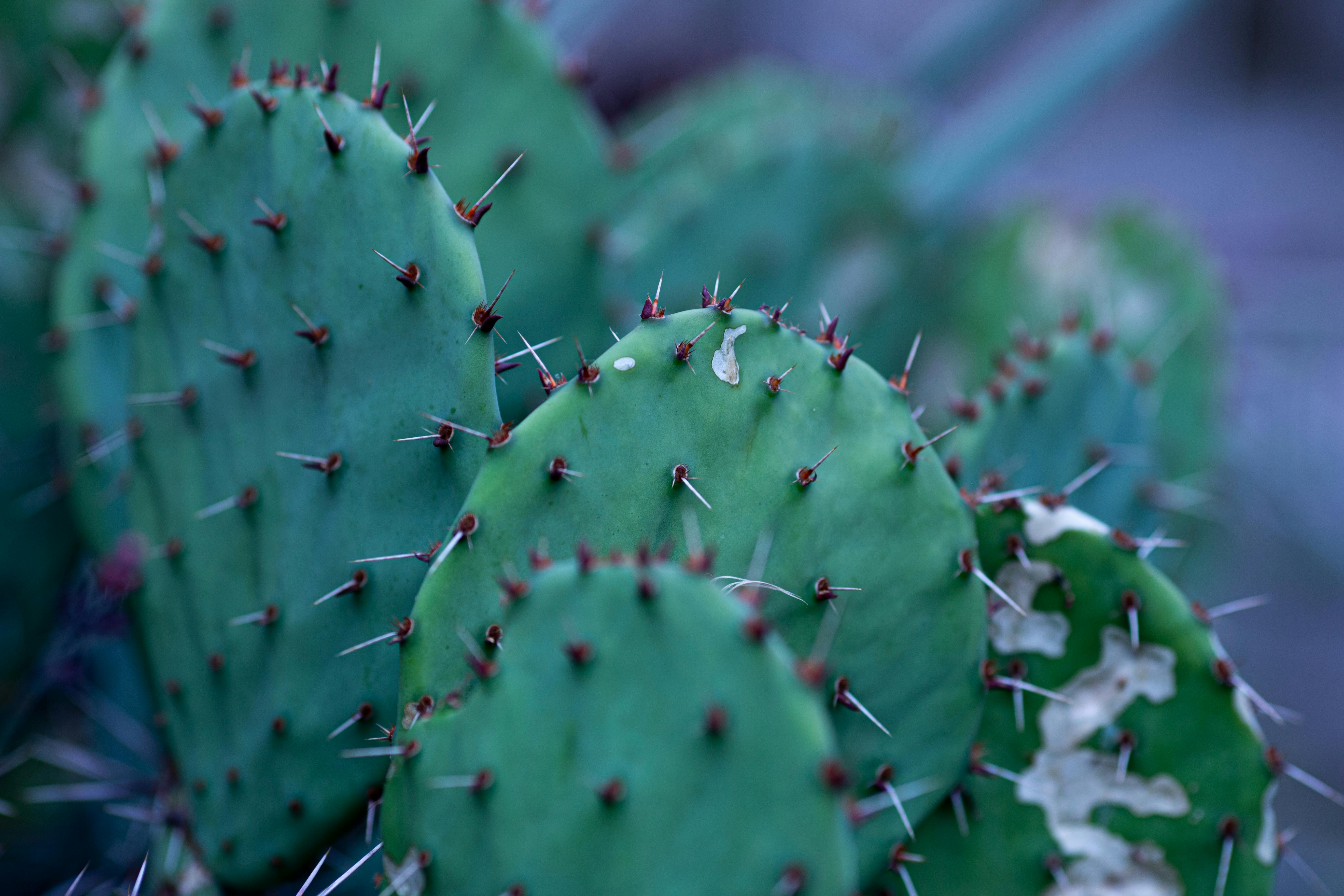 Selective Focus Photography of Green Cactus With Brown Pot · Free Stock ...