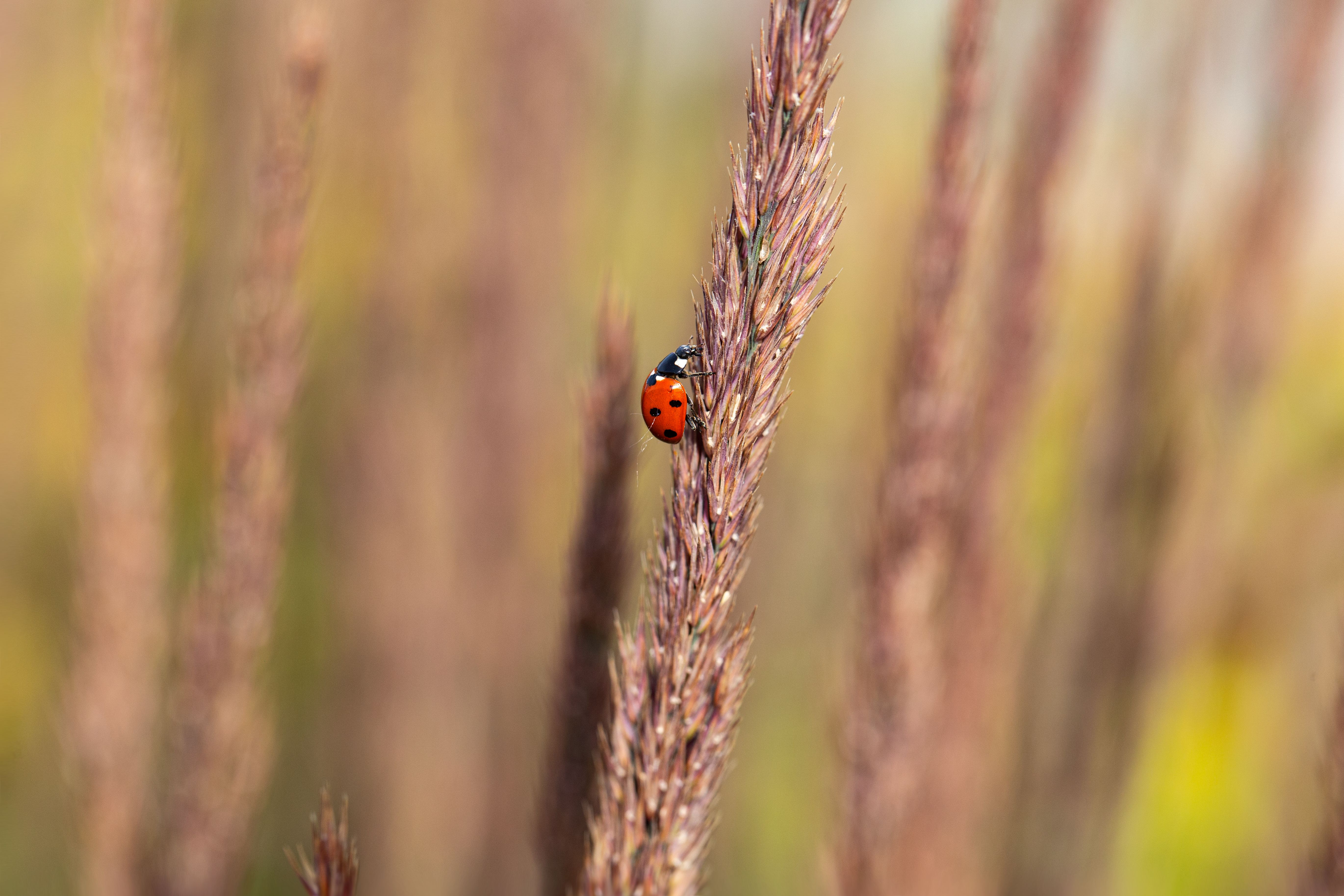 Close up of a Ladybug · Free Stock Photo
