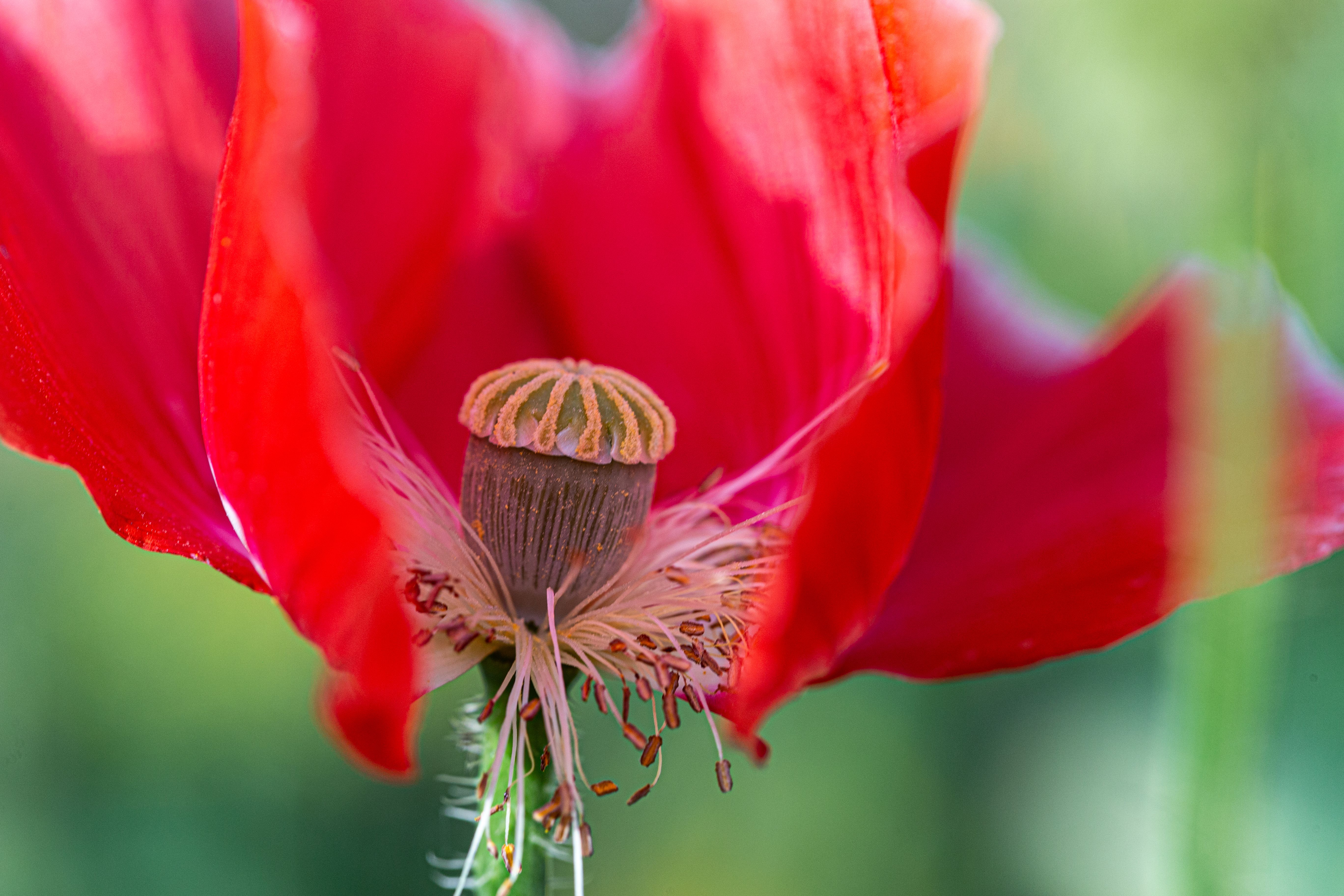 Macro Photography of Poppy Flower · Free Stock Photo