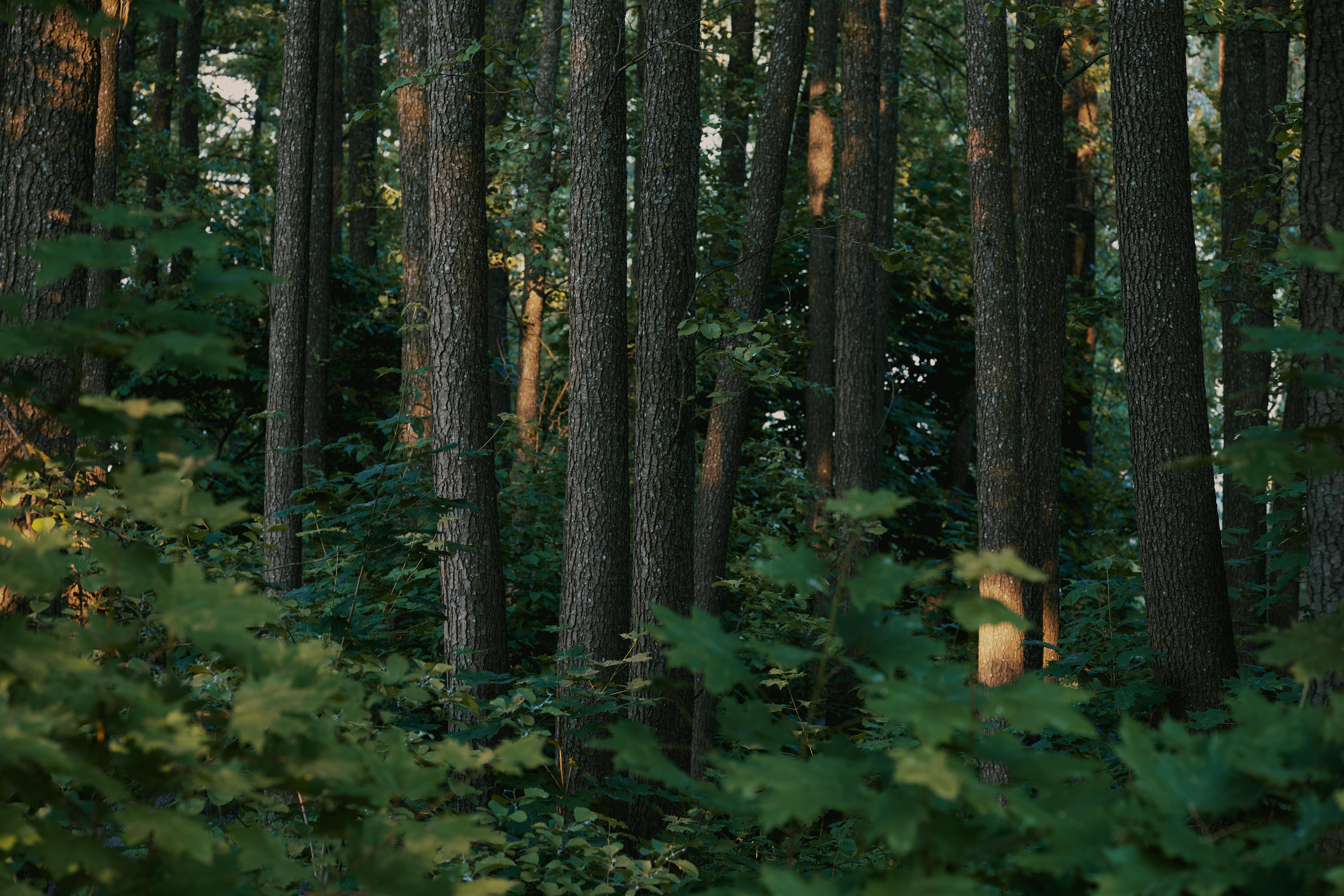 Forest during Day · Free Stock Photo