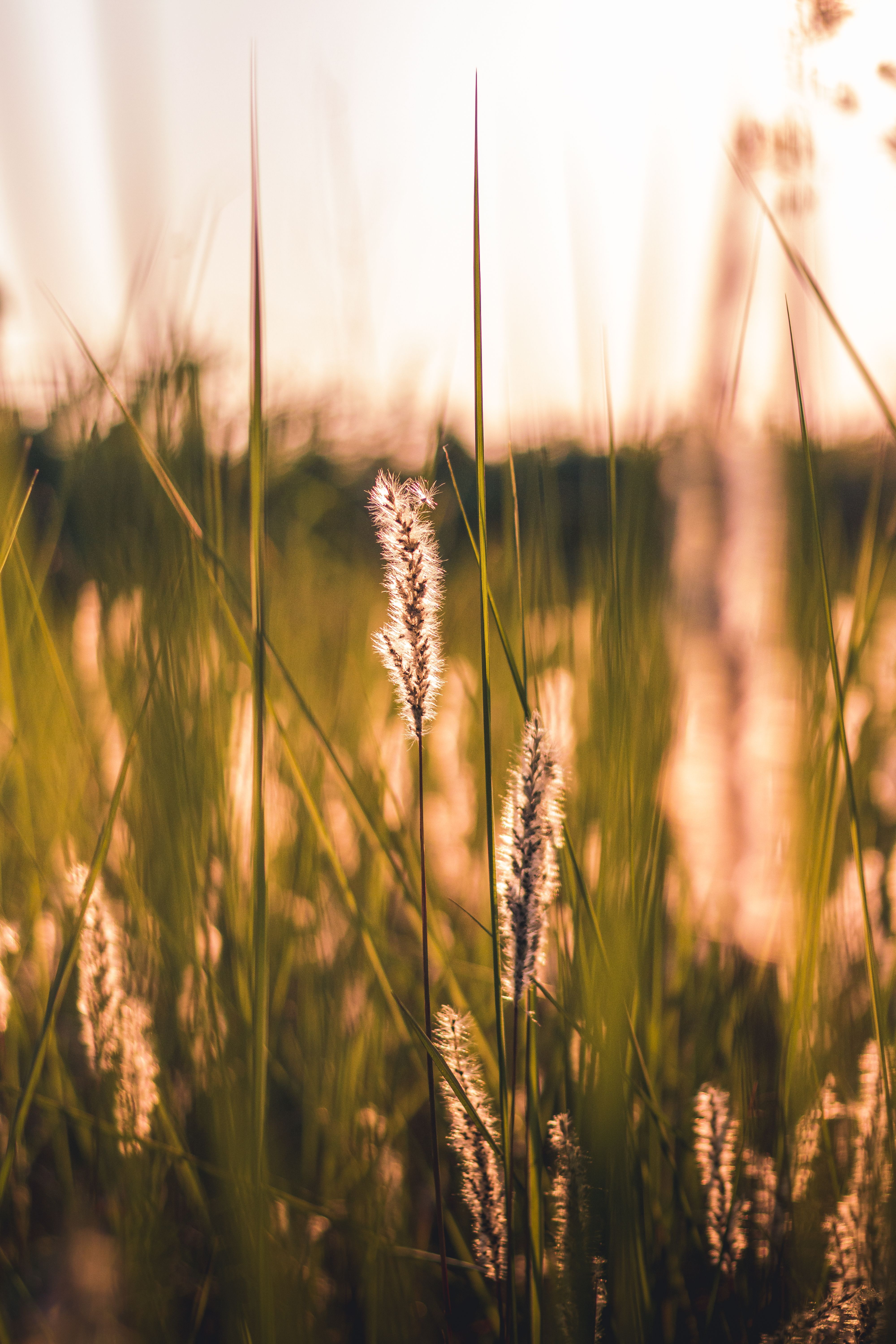 Green Grass Field during Sun Rise · Free Stock Photo