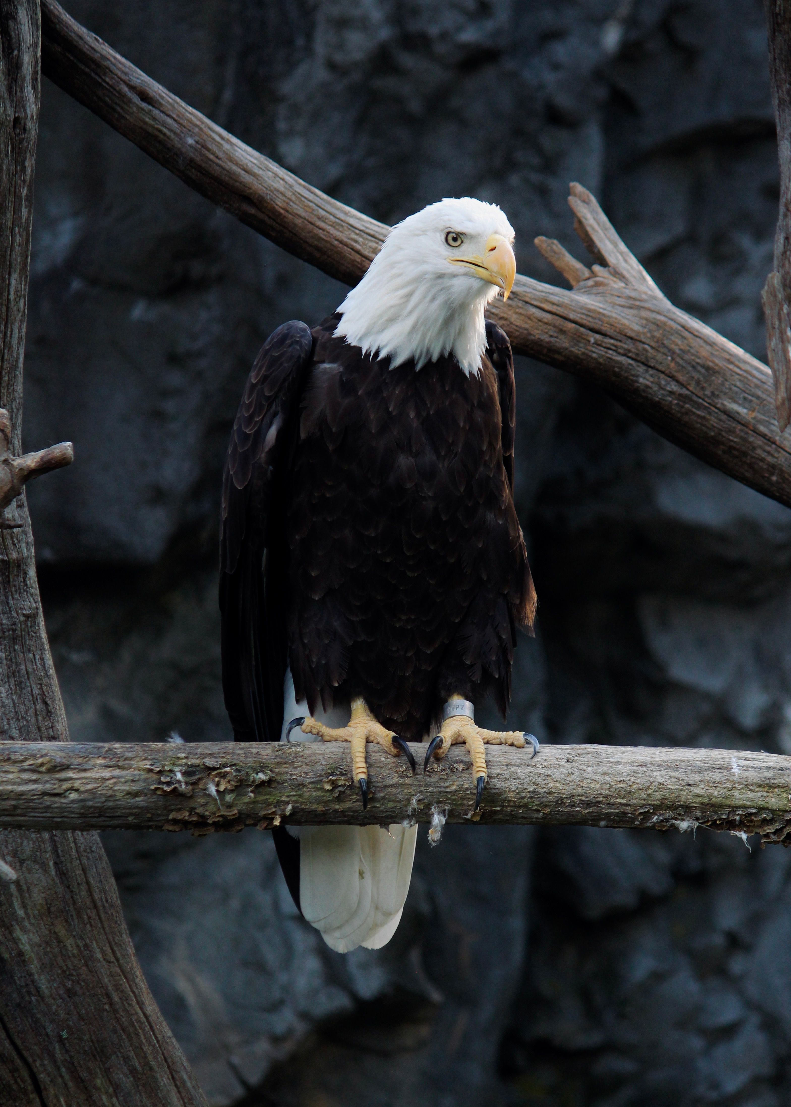 Bald Eagle Sitting on Branch · Free Stock Photo