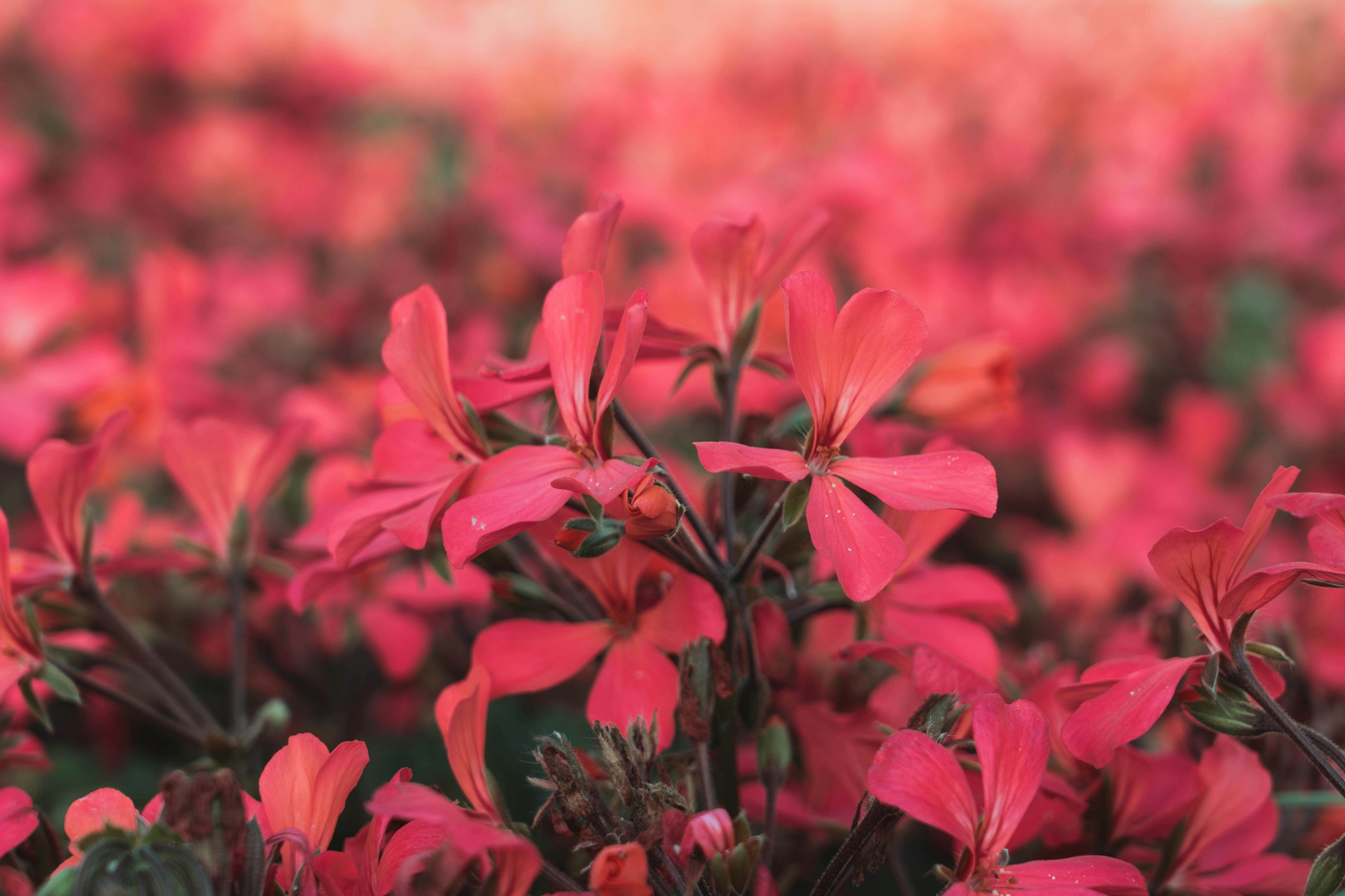 Pink Flowers in Tilt Shift Lens · Free Stock Photo