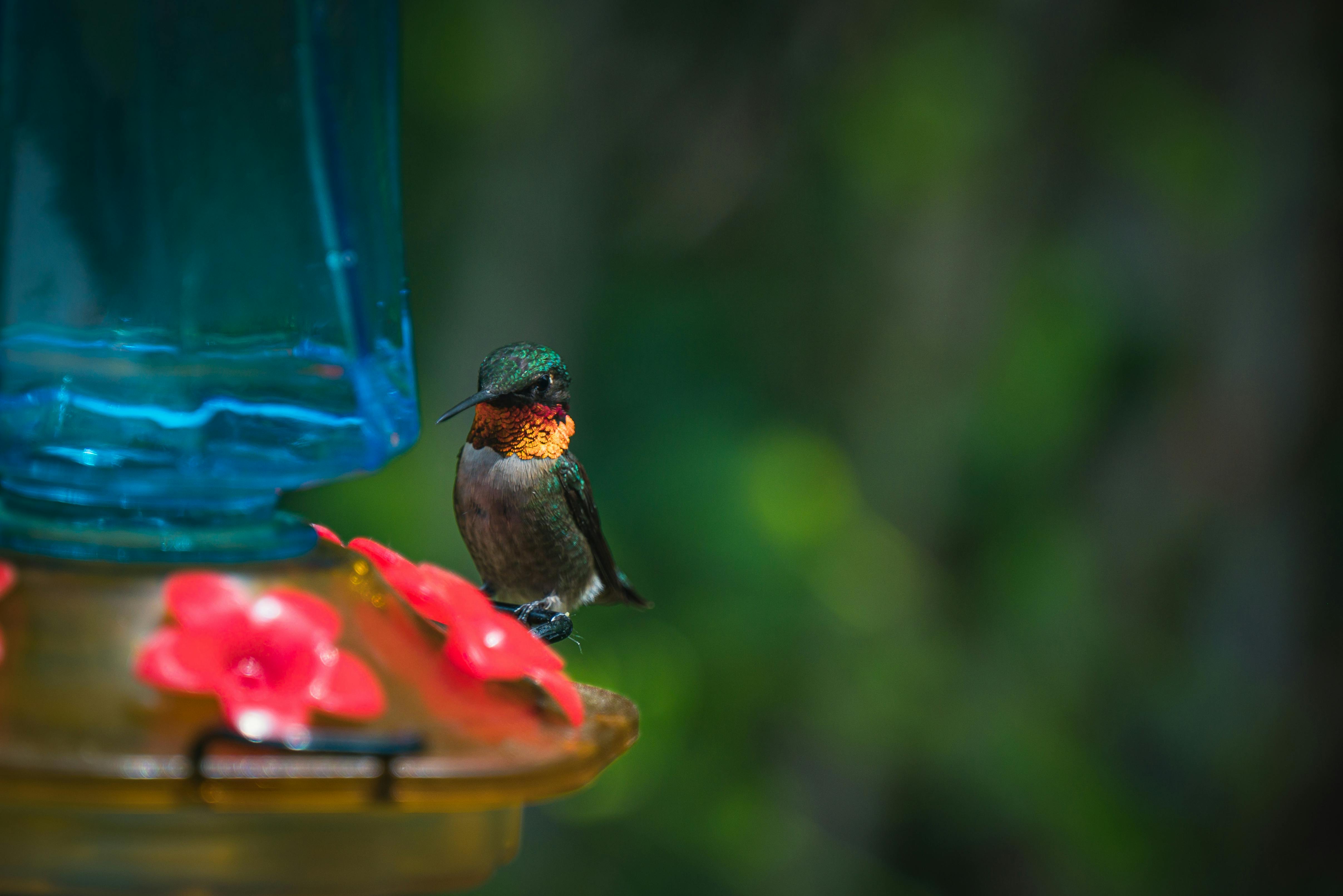 Ruby-Throated Hummingbird Flying in Mid Air · Free Stock Photo