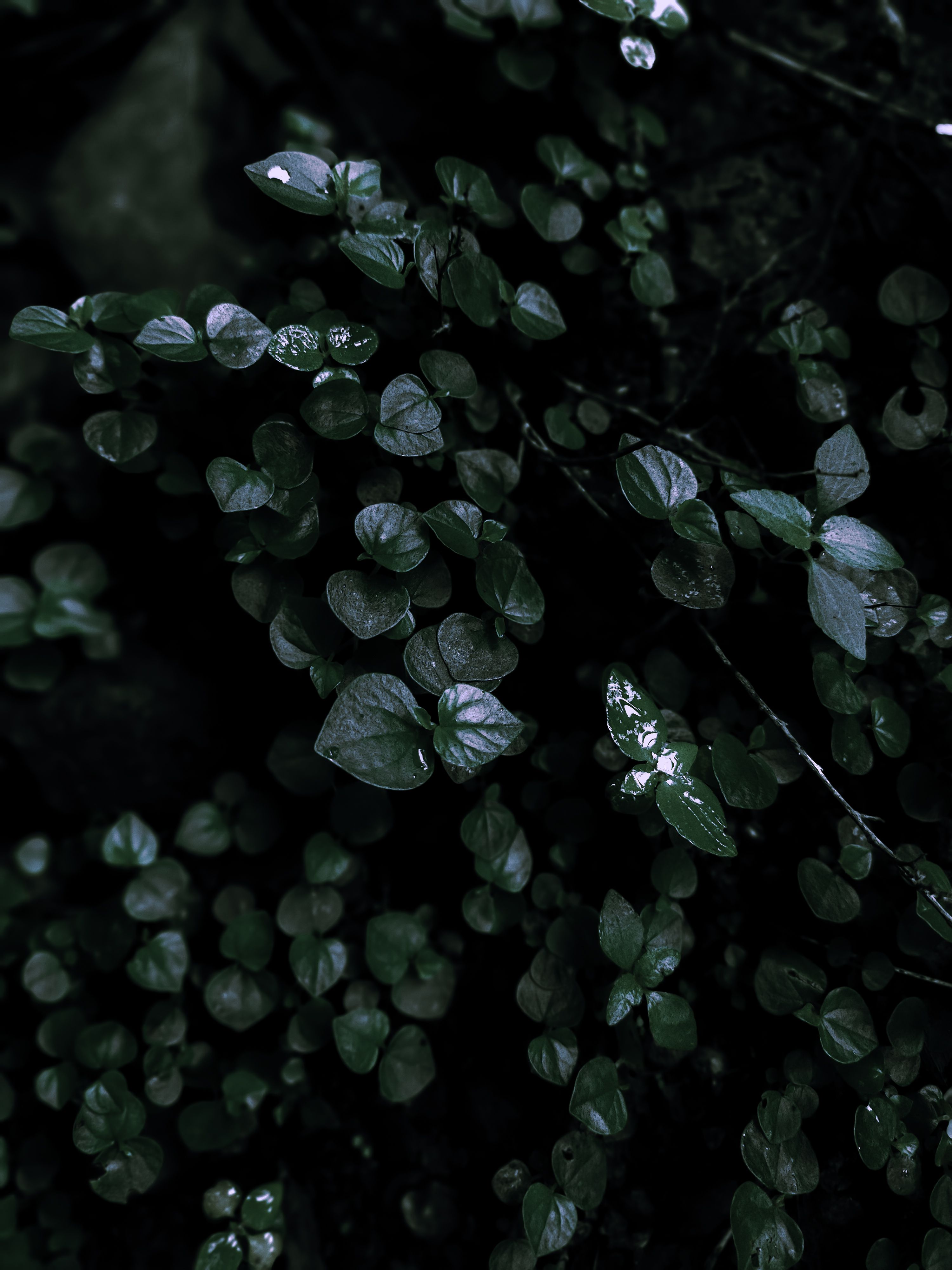 Dark, Green Leaves of Bush · Free Stock Photo