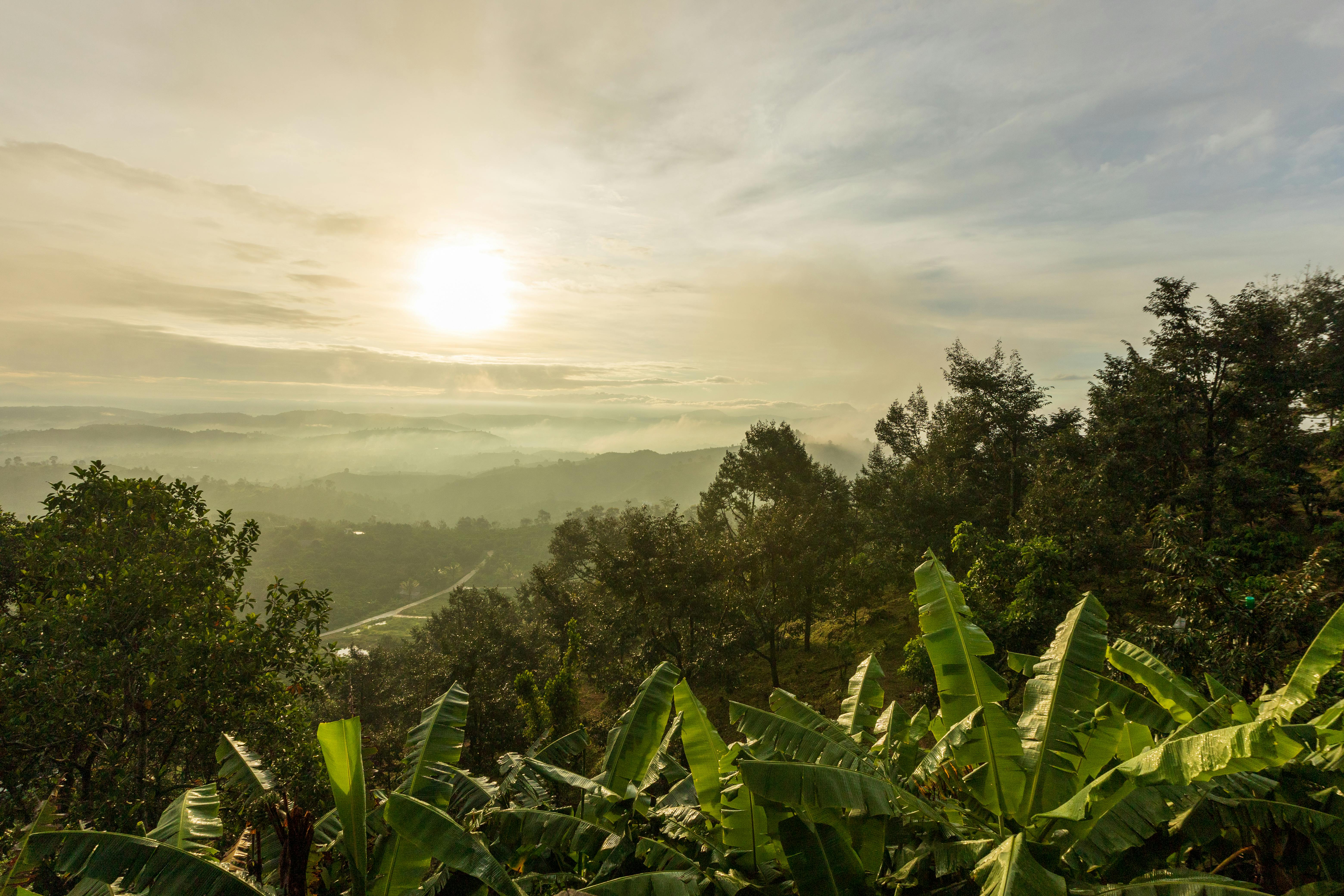 Mist Covering Sun over Woodland · Free Stock Photo