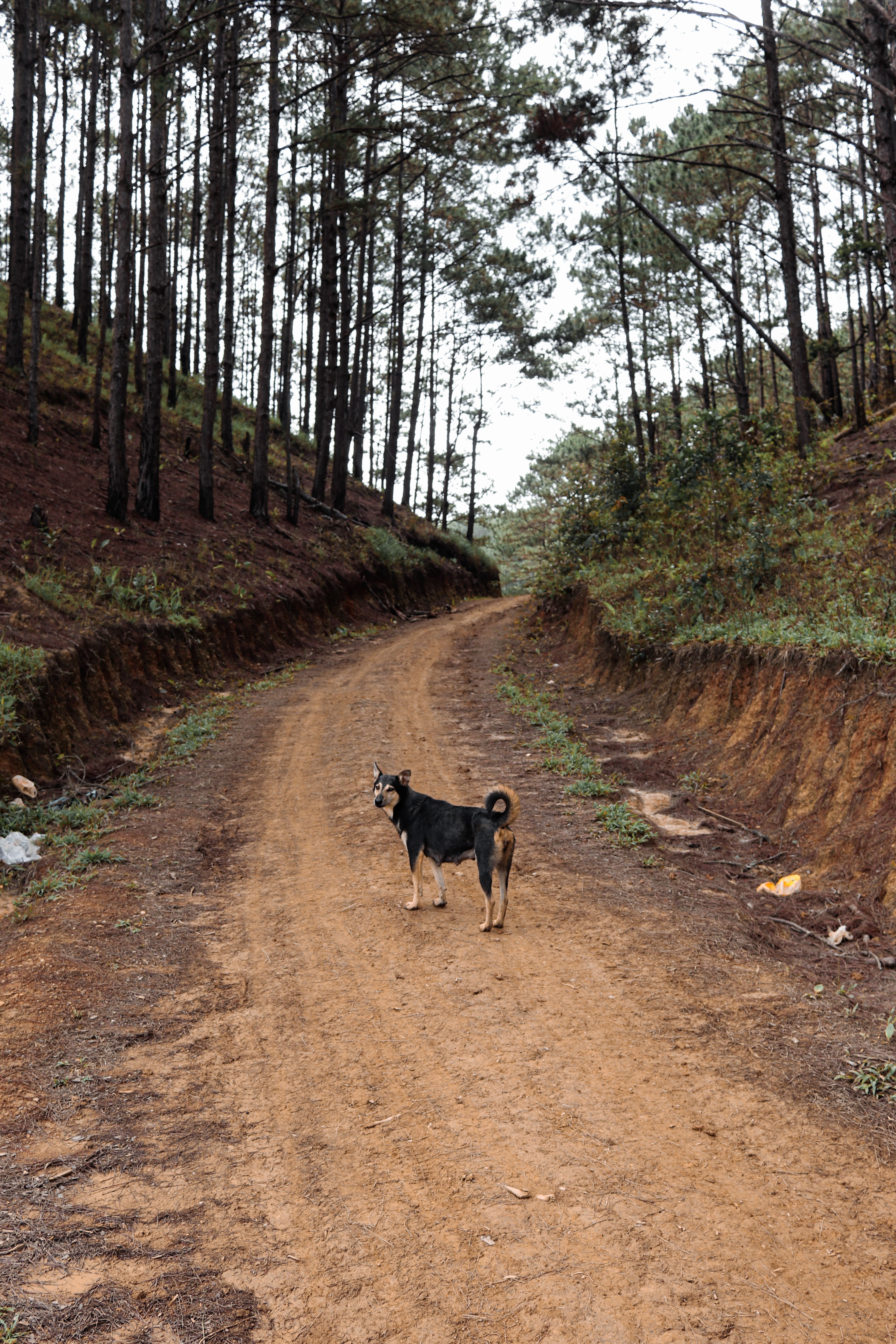 Foto de stock gratuita sobre al aire libre, alrededores, animal ...
