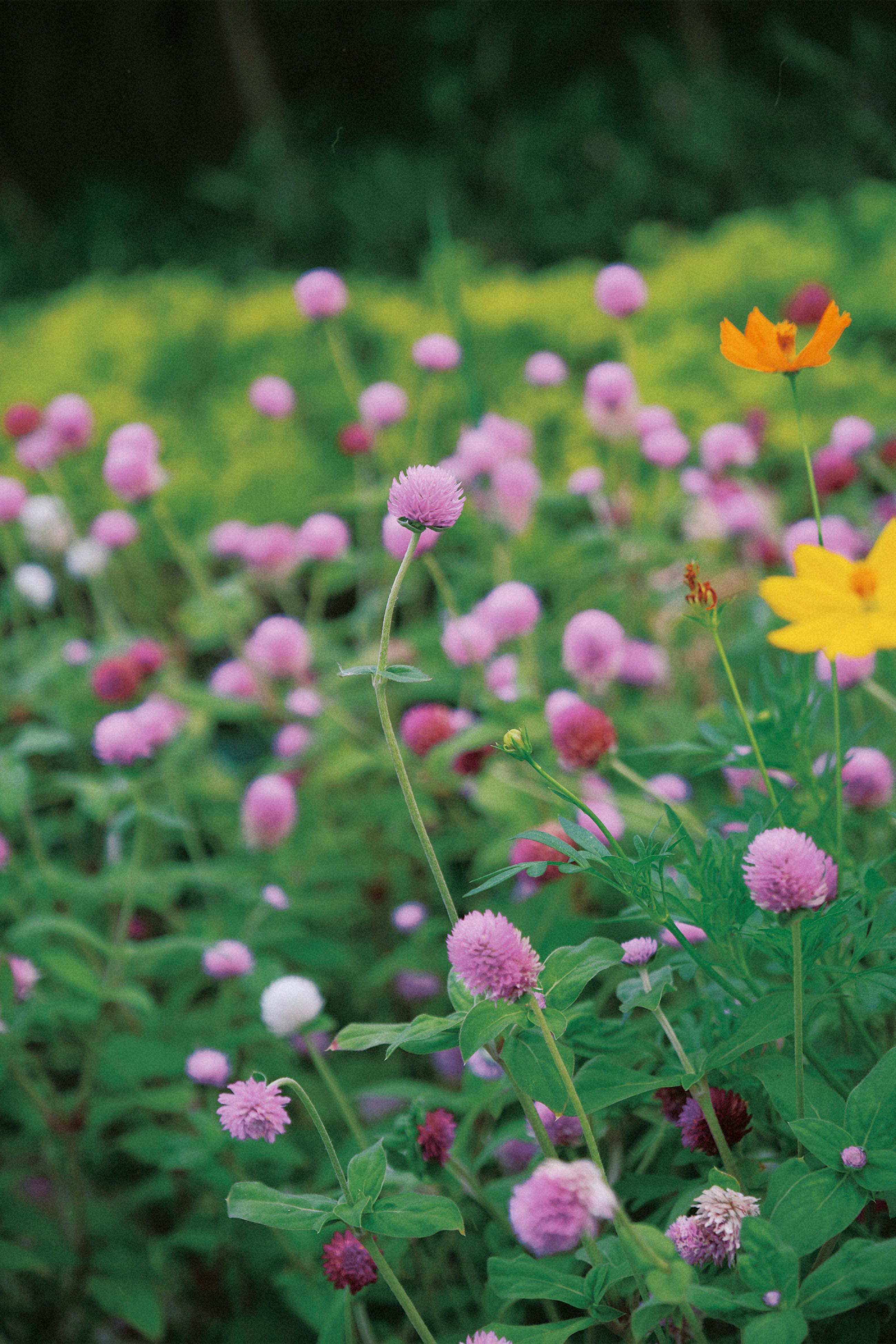Pink Flowers on Meadow · Free Stock Photo