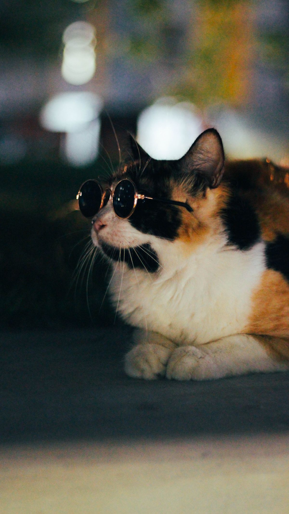 Cool Cat With Sunglasses Photos, Download The BEST Free Cool Cat With ...
