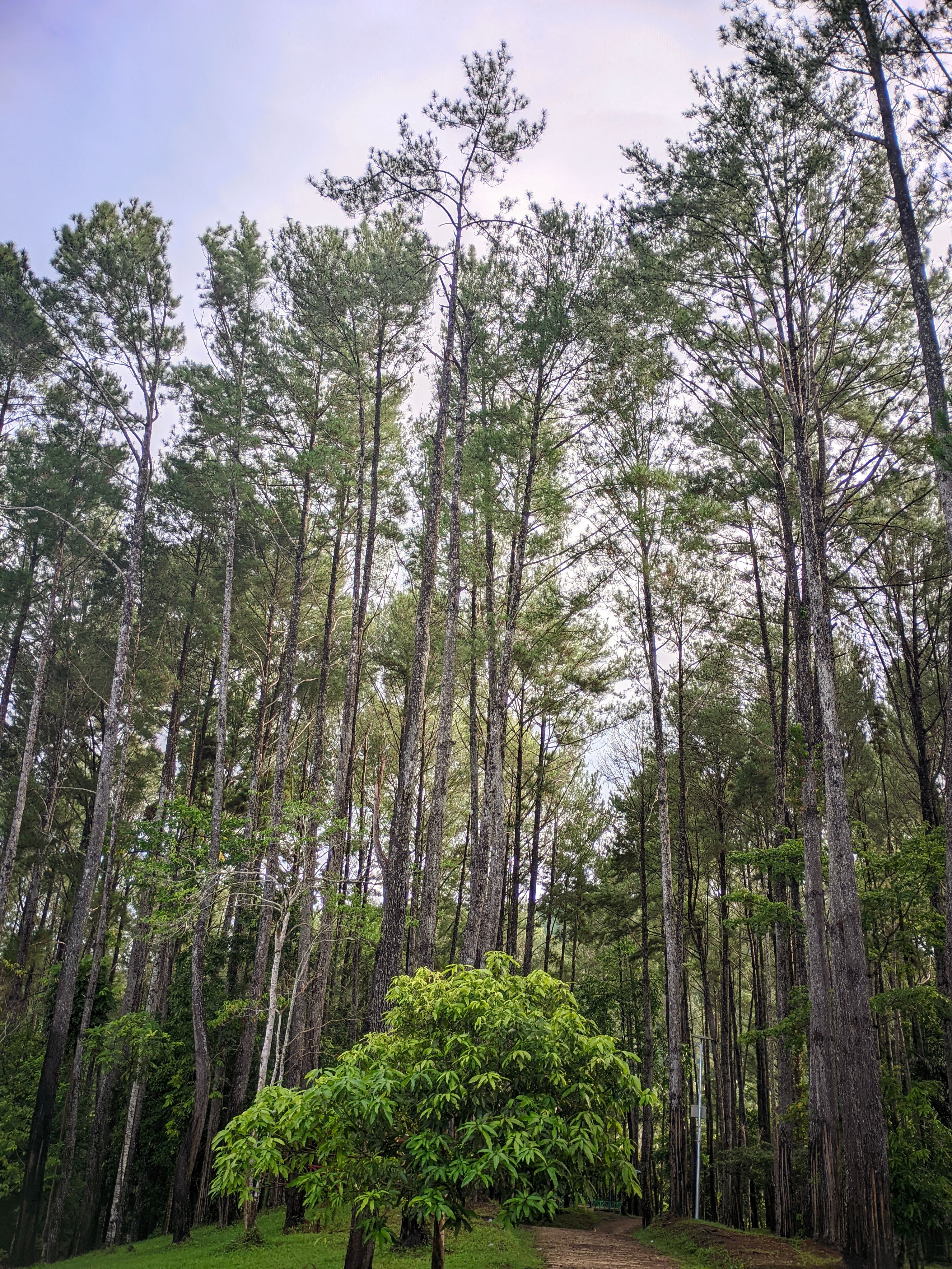 Path into High Rise Forest · Free Stock Photo