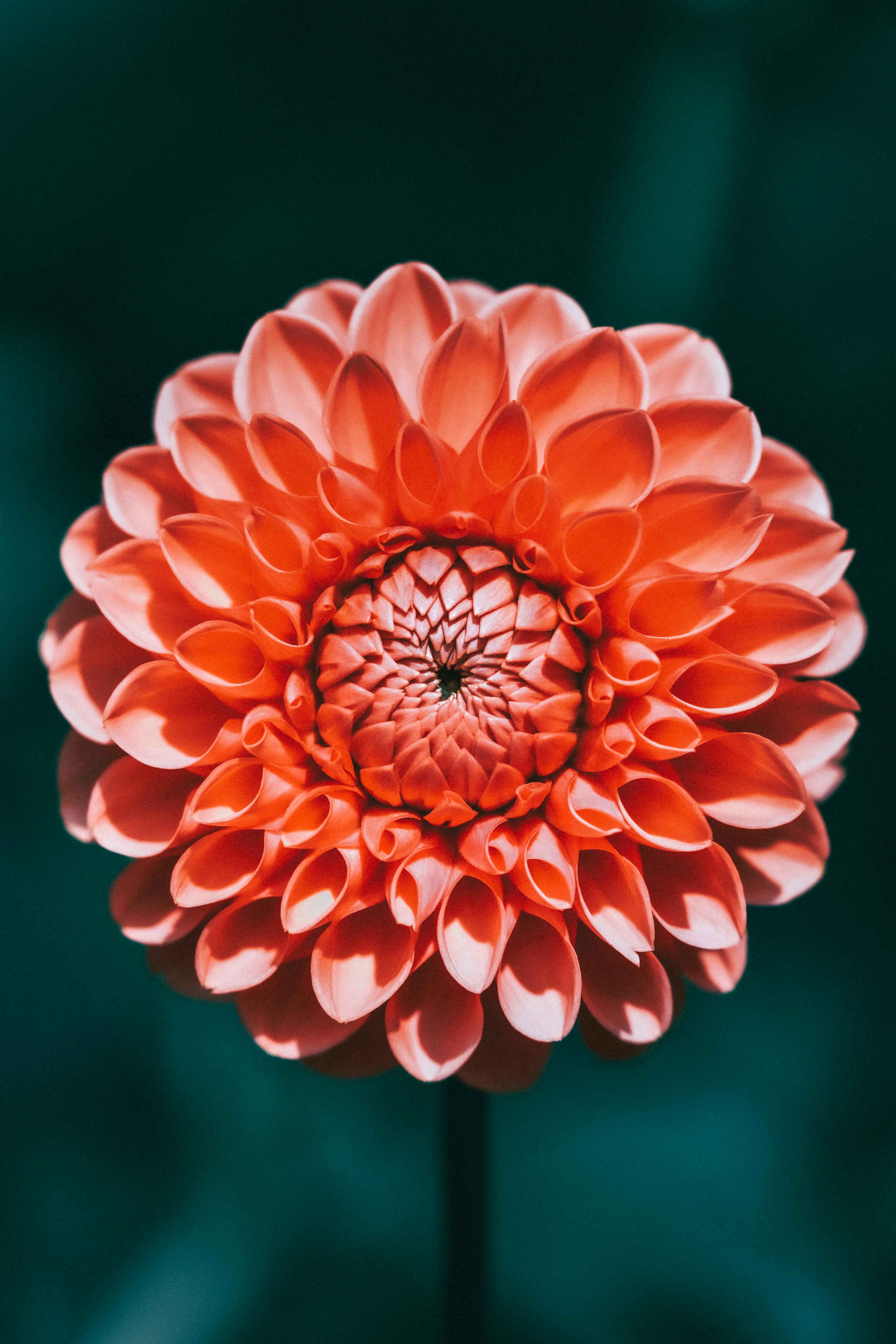 Close-up of a Red Dahlia · Free Stock Photo