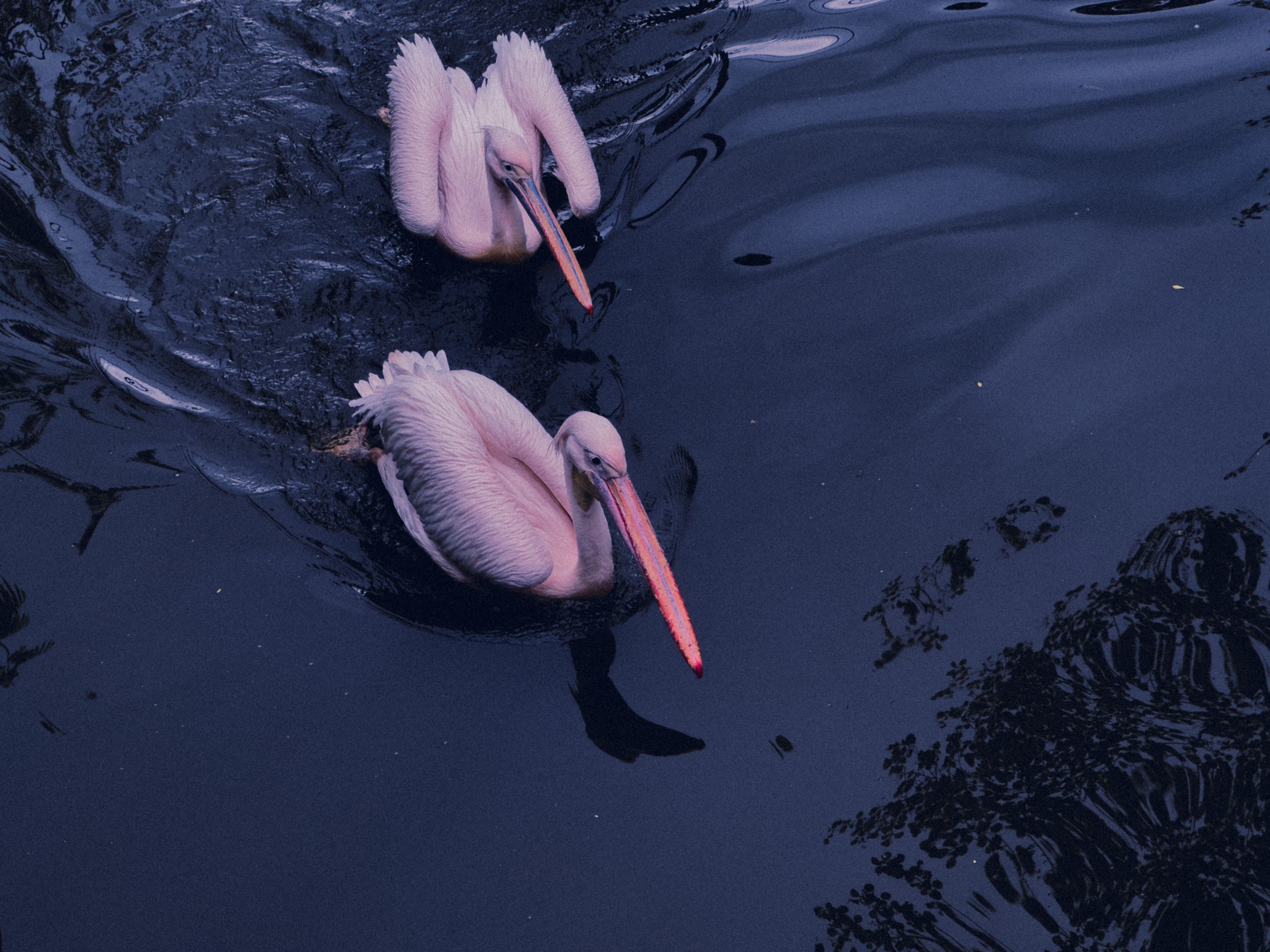 Beaver Swimming in Water · Free Stock Photo