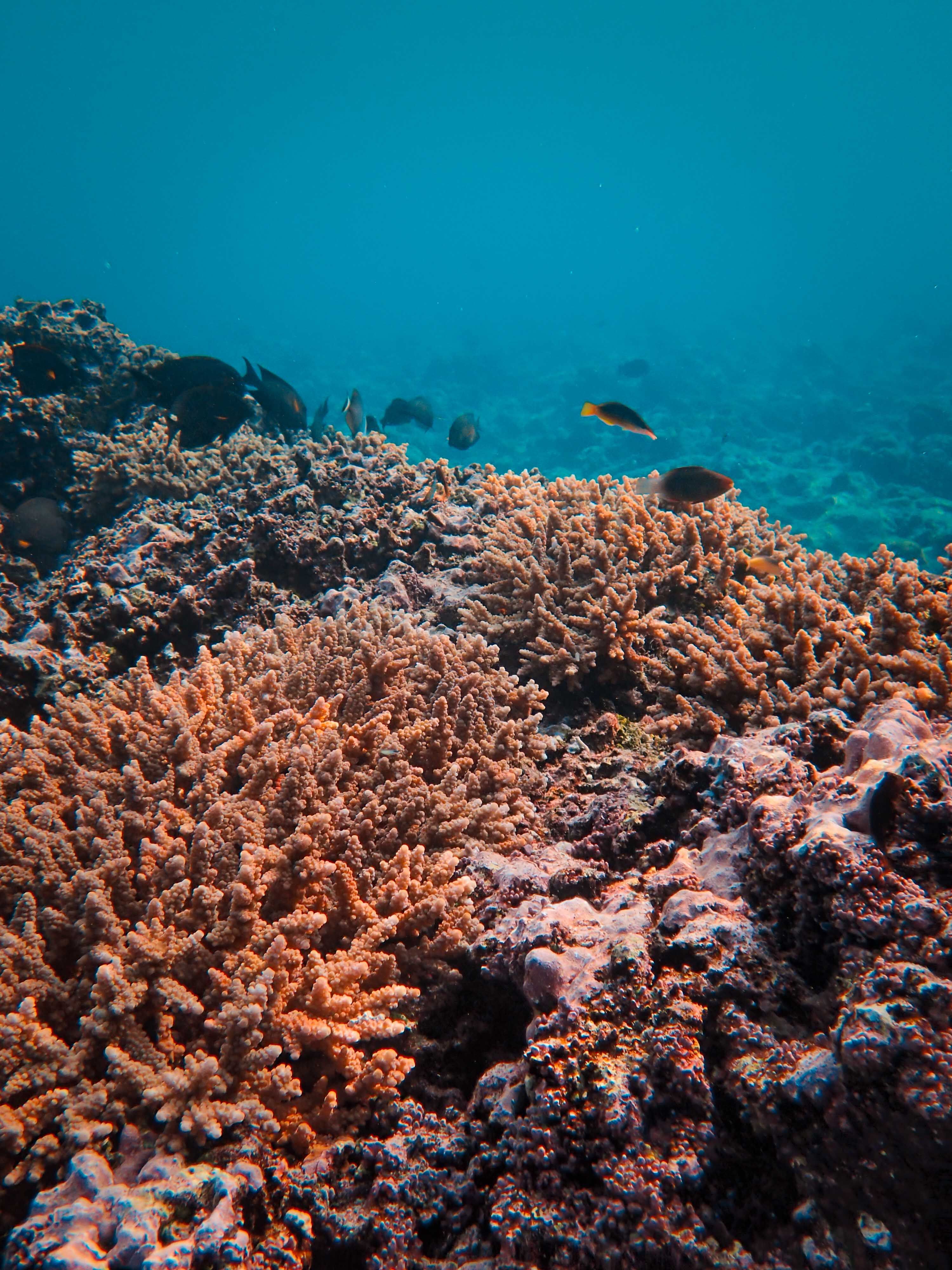 Underwater Photography of Coral Reefs · Free Stock Photo