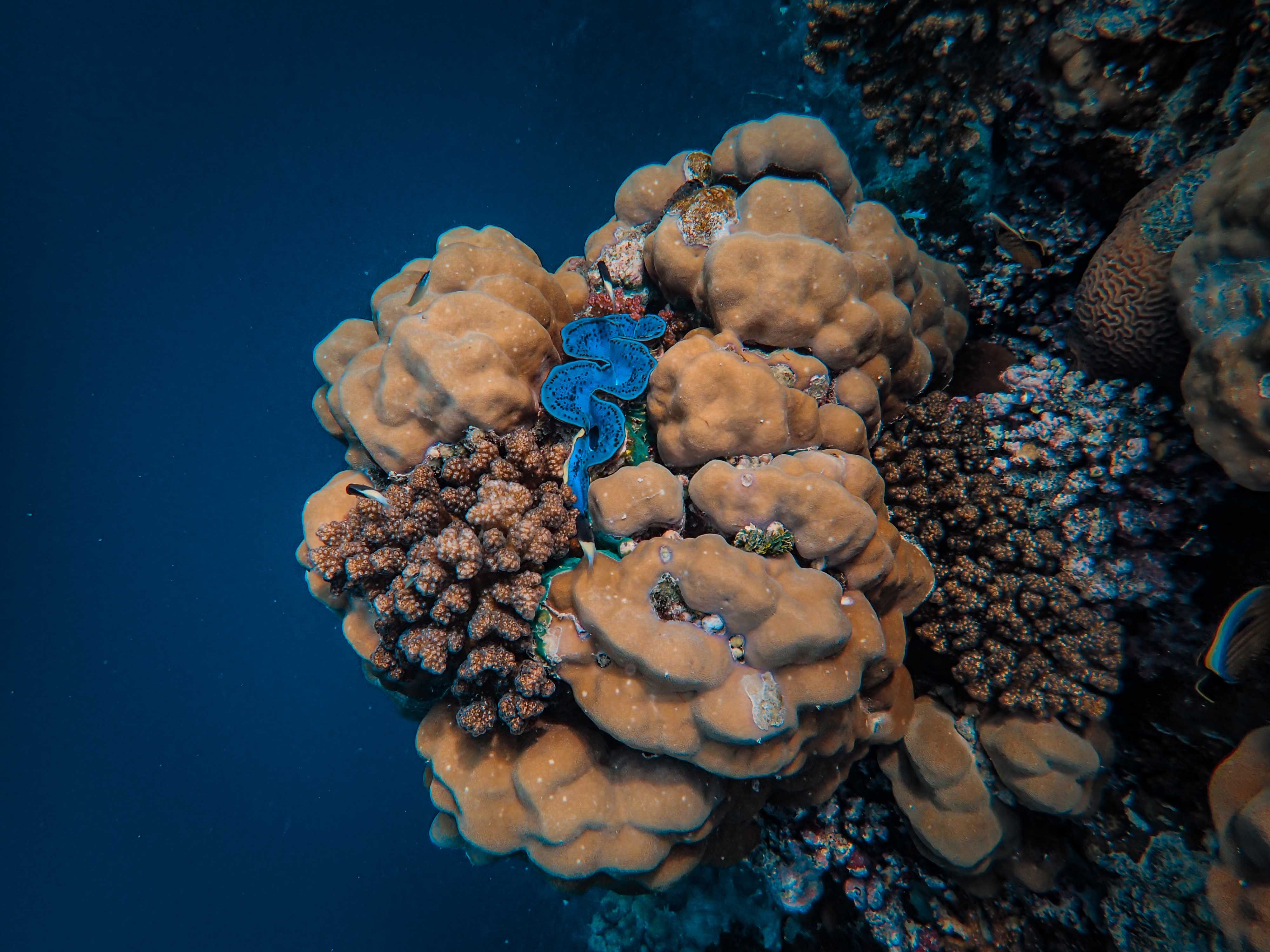 Brown Coral Reef in Blue Water · Free Stock Photo
