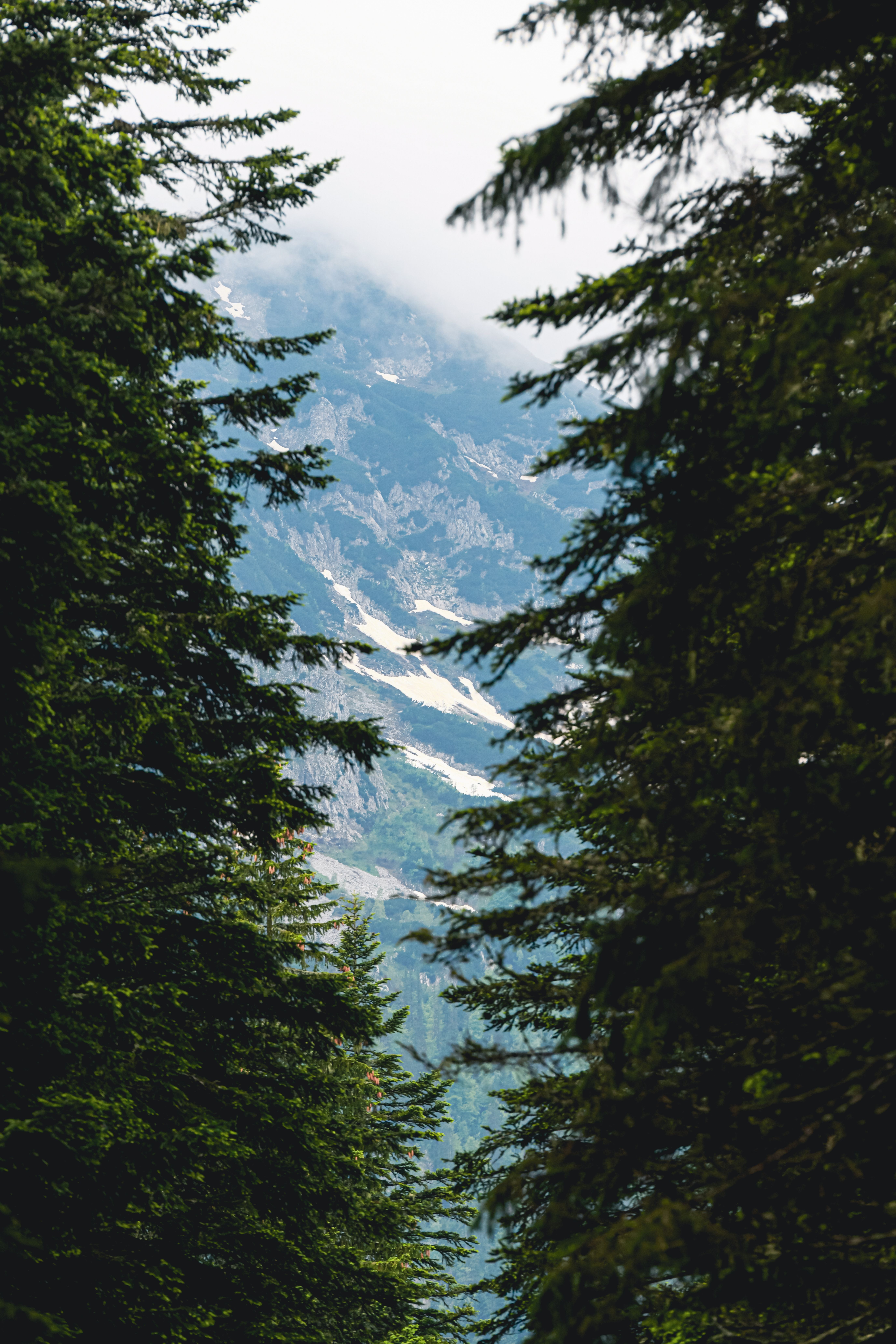 Snowed Mountain Slope between Conifer Trees · Free Stock Photo