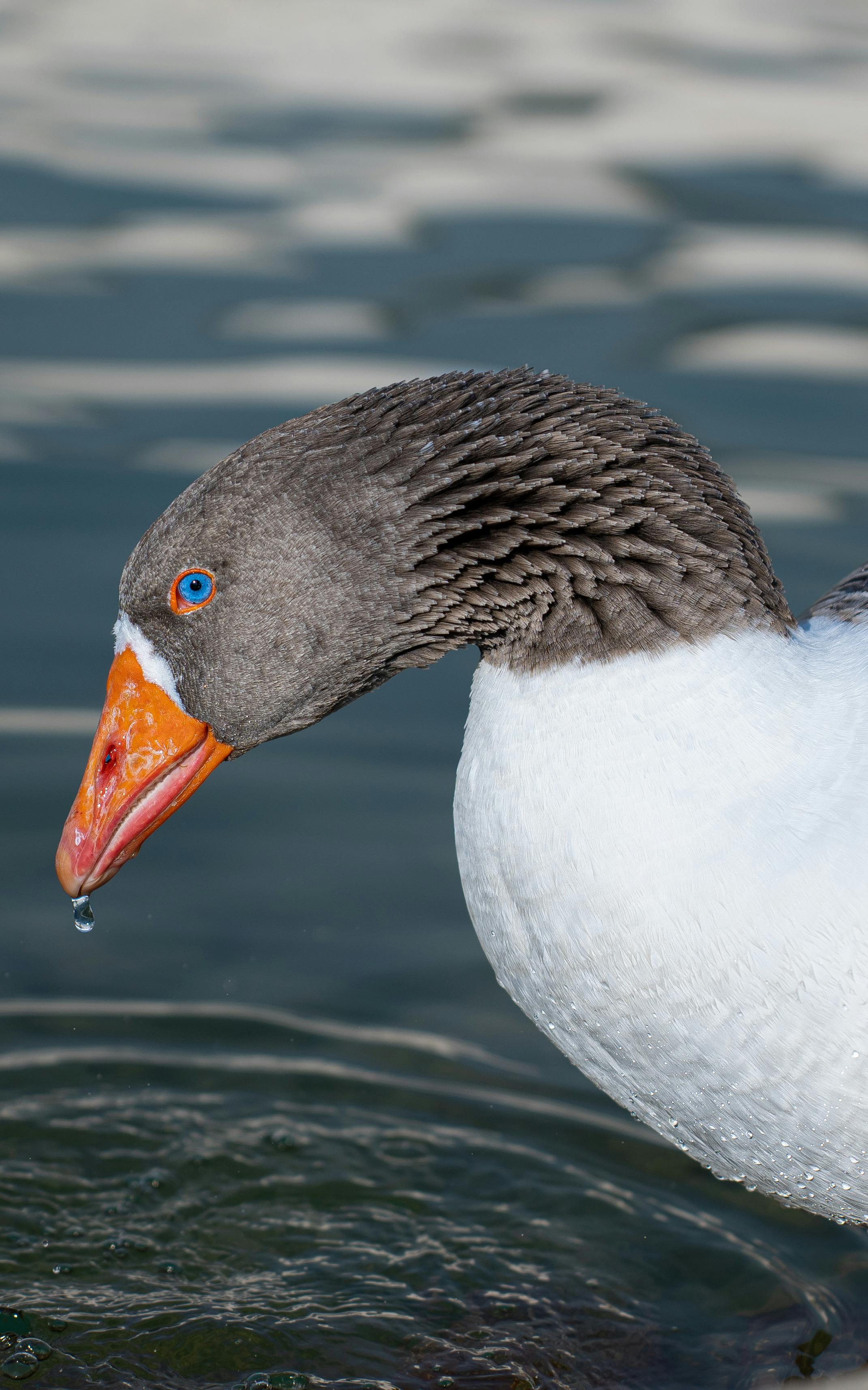 Drop on the End of Goose Beak · Free Stock Photo
