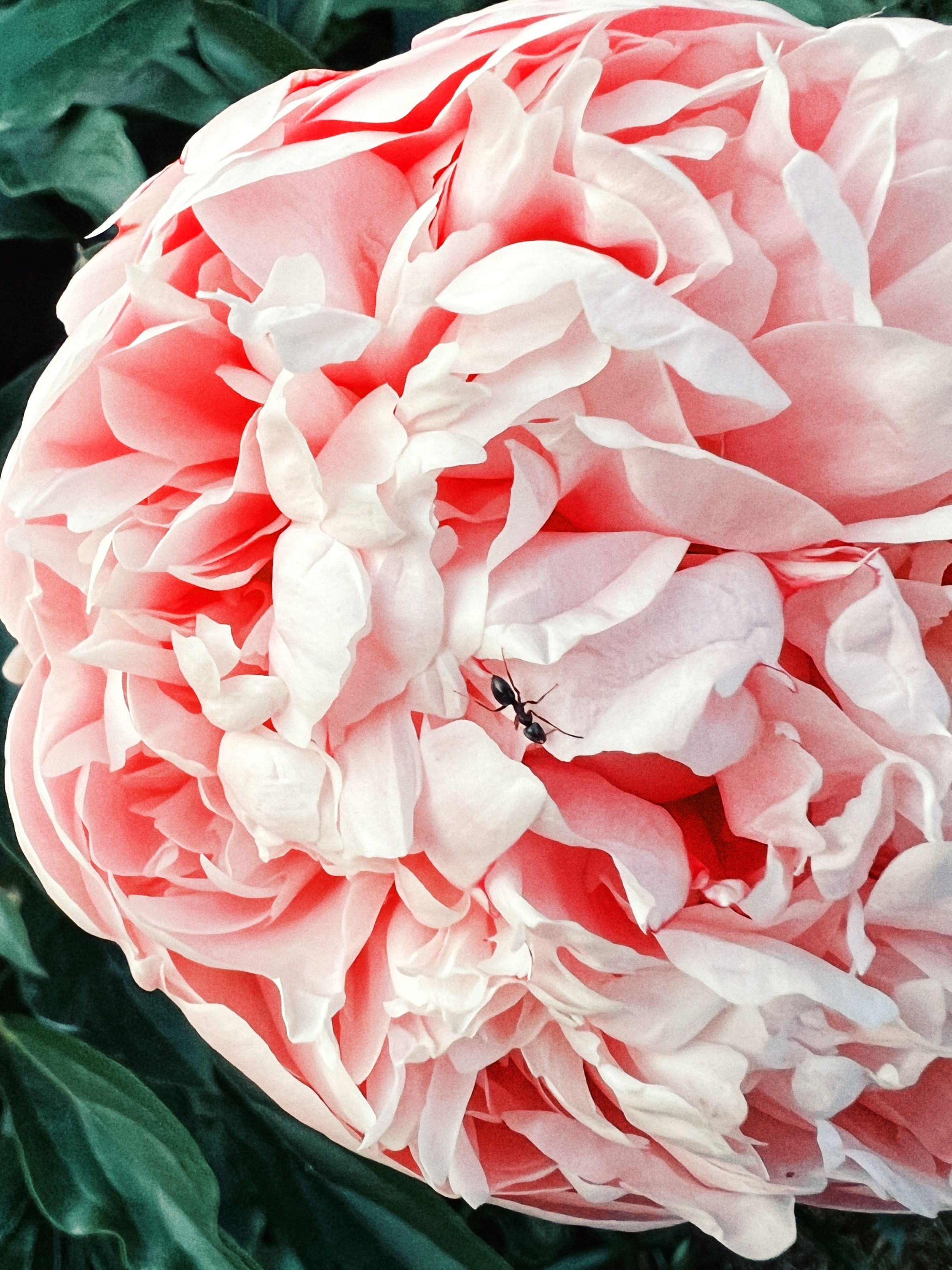 Close-up Photo of a Peony Flower · Free Stock Photo